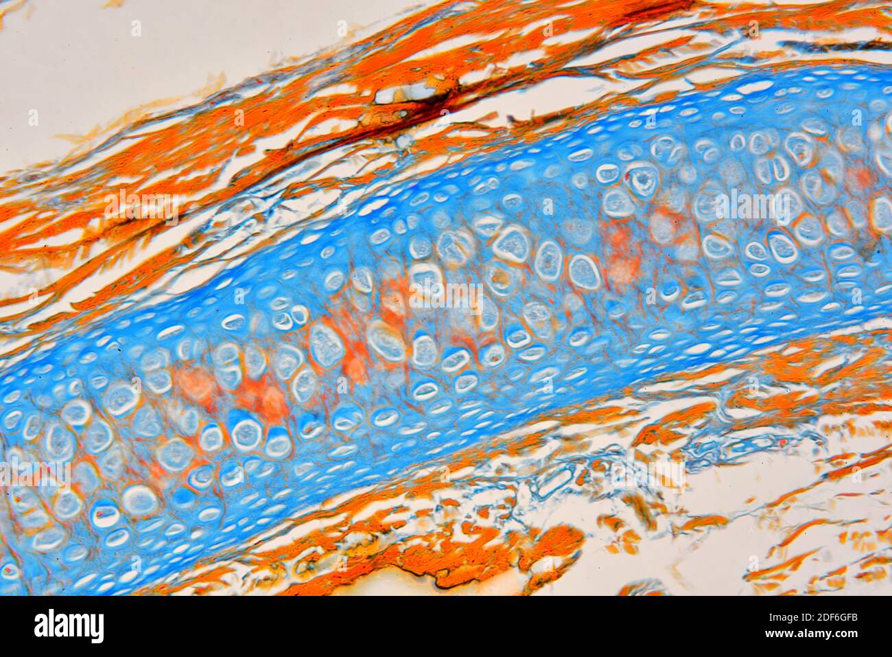 Histology elastic hi-res stock photography and images - Alamy