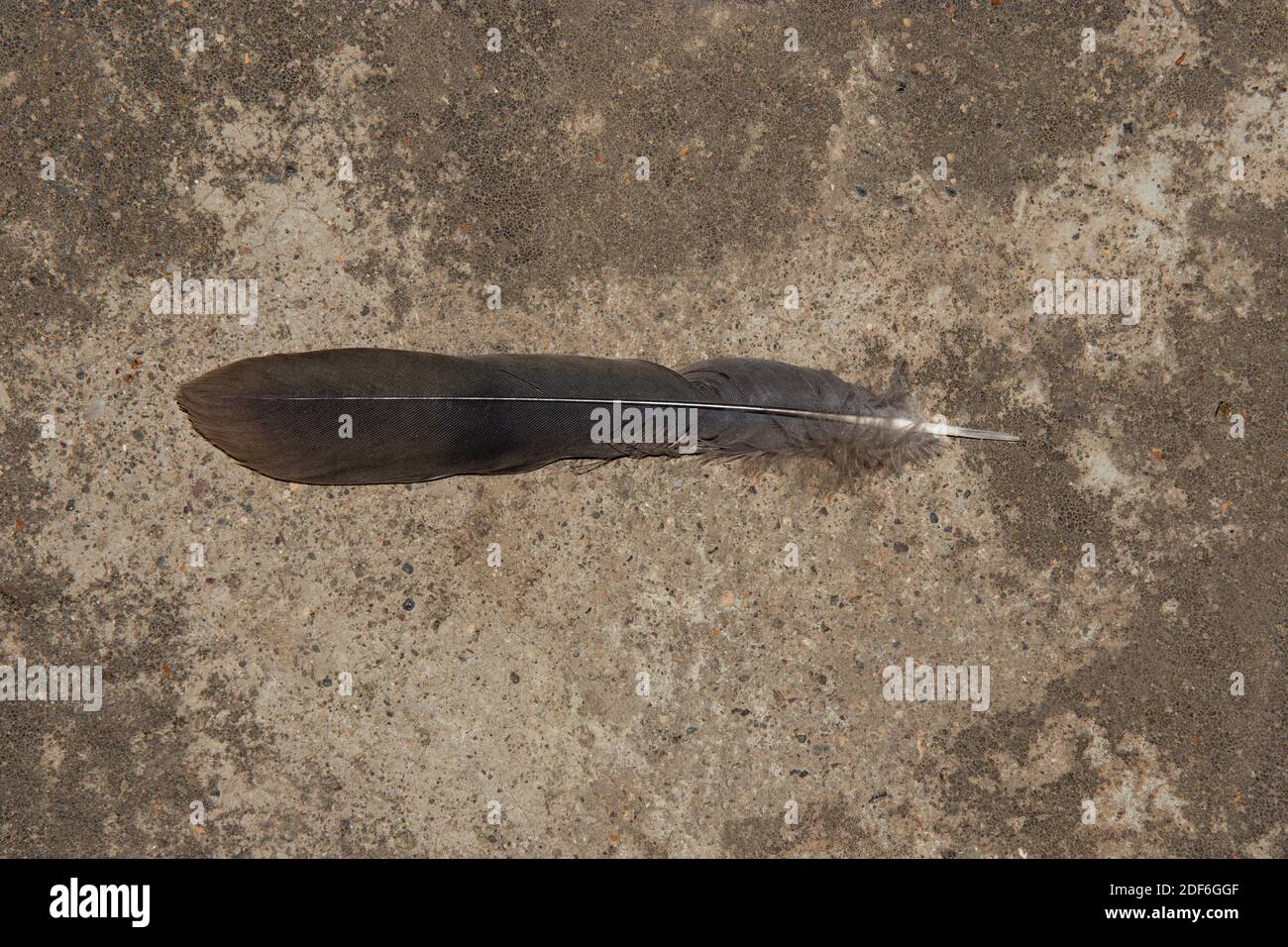 gray feather on concrete floor Stock Photo - Alamy
