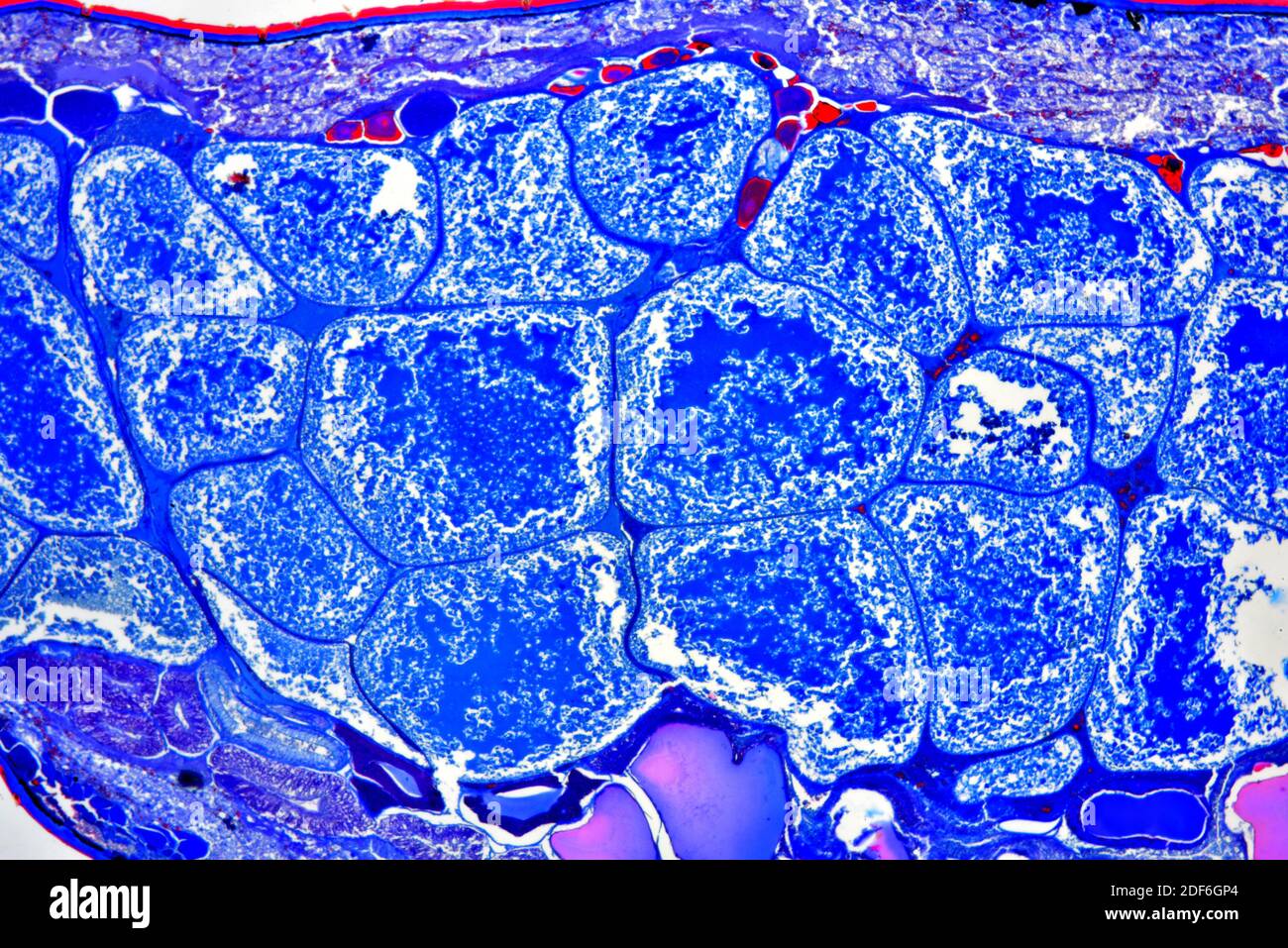 Book Lungs High Resolution Stock Photography and Images - Alamy