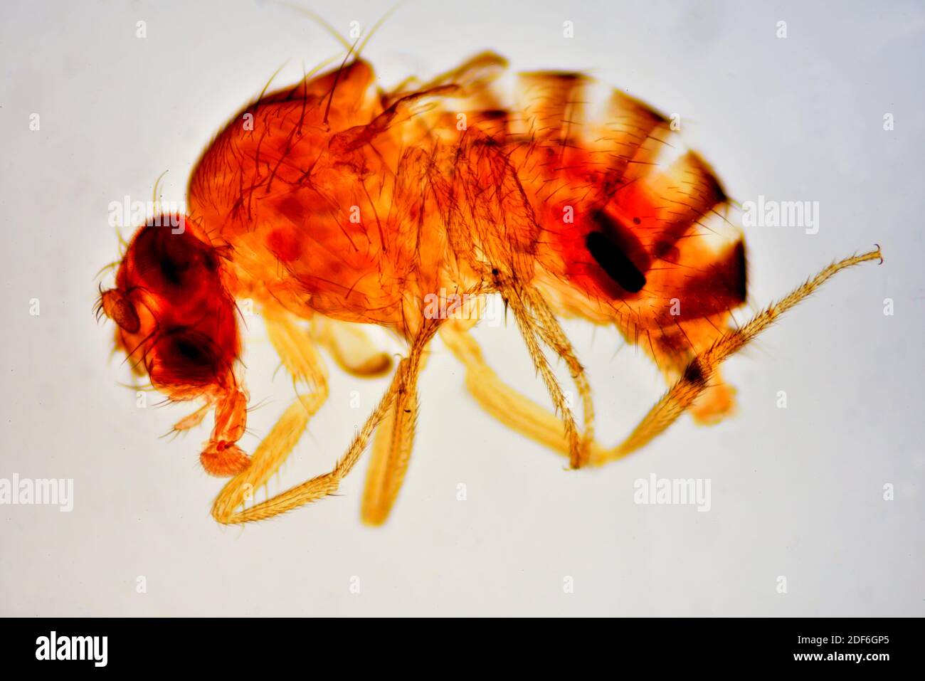 Vestigial wing fruit fly hi-res stock photography and images - Alamy