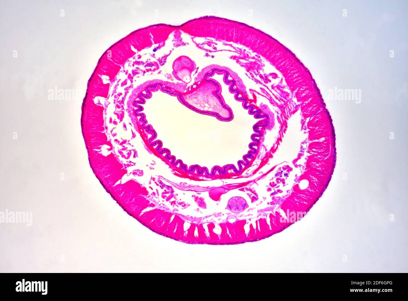 Planaria Cross Section Longitudinal Muscles