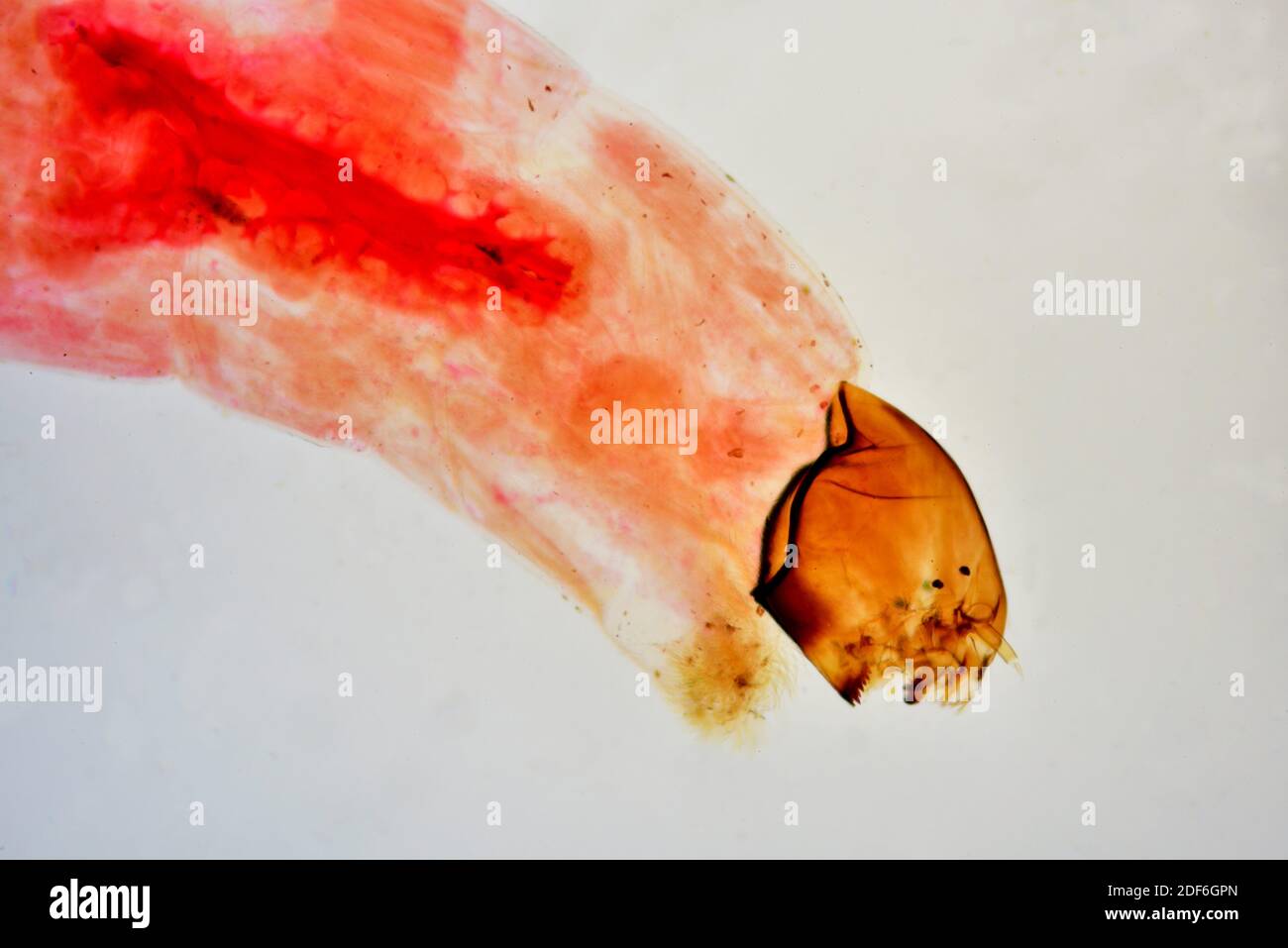 Chironomus hi-res stock photography and images - Alamy