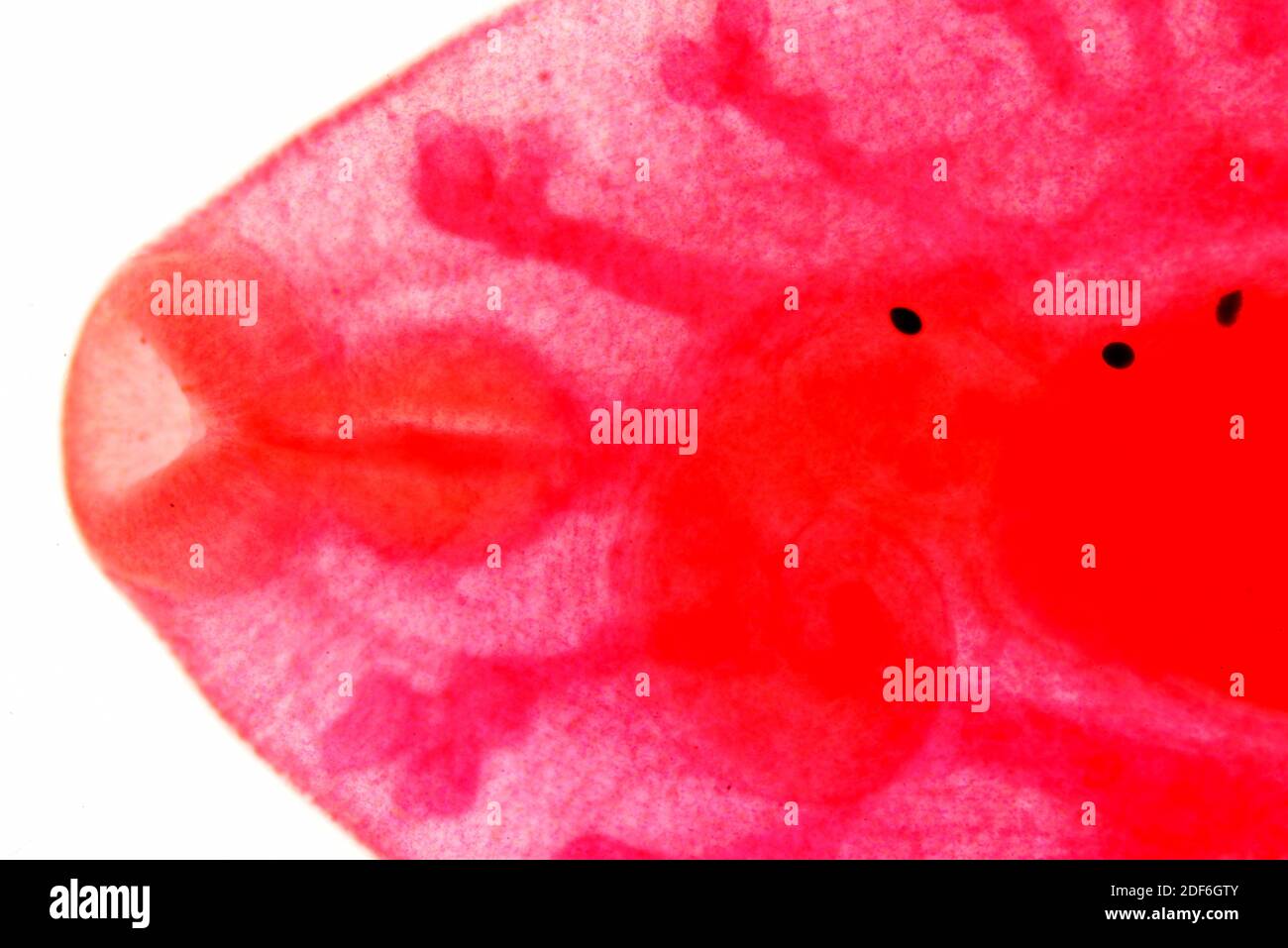 Common liver fluke hi-res stock photography and images - Alamy