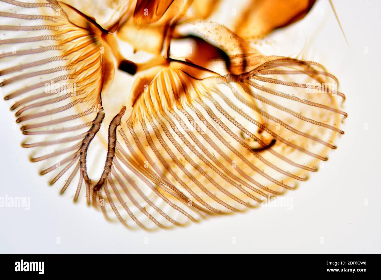 Musca domestica mouth hi-res stock photography and images - Alamy