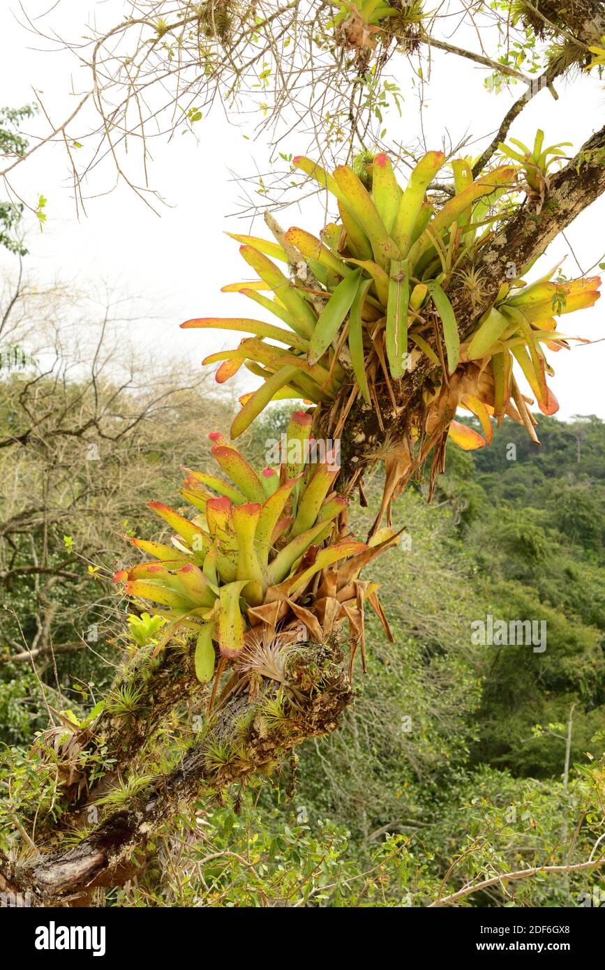 Bromeliads rainforest hi-res stock photography and images - Alamy