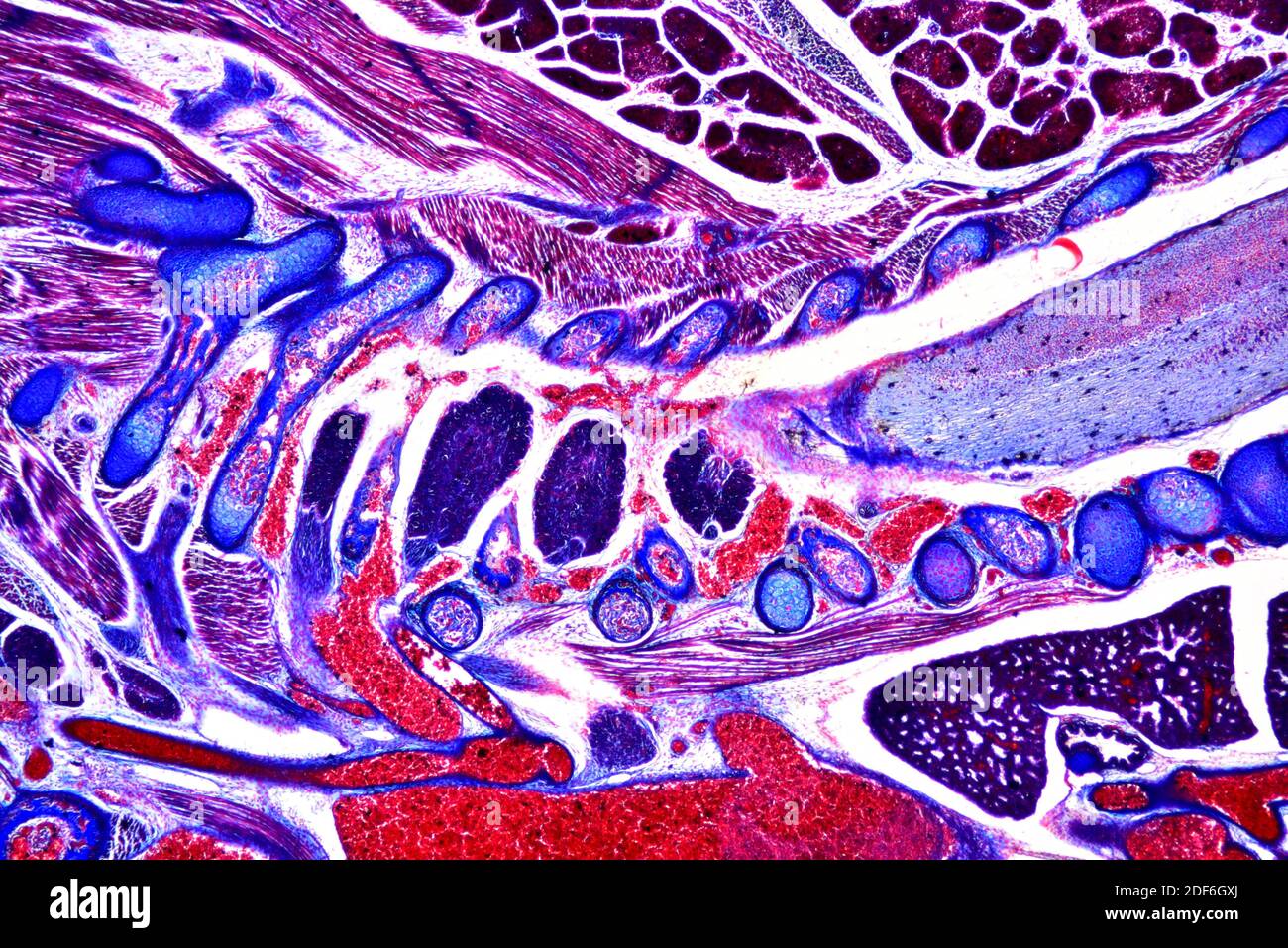 Mouse Muscle High Resolution Stock Photography and Images - Alamy
