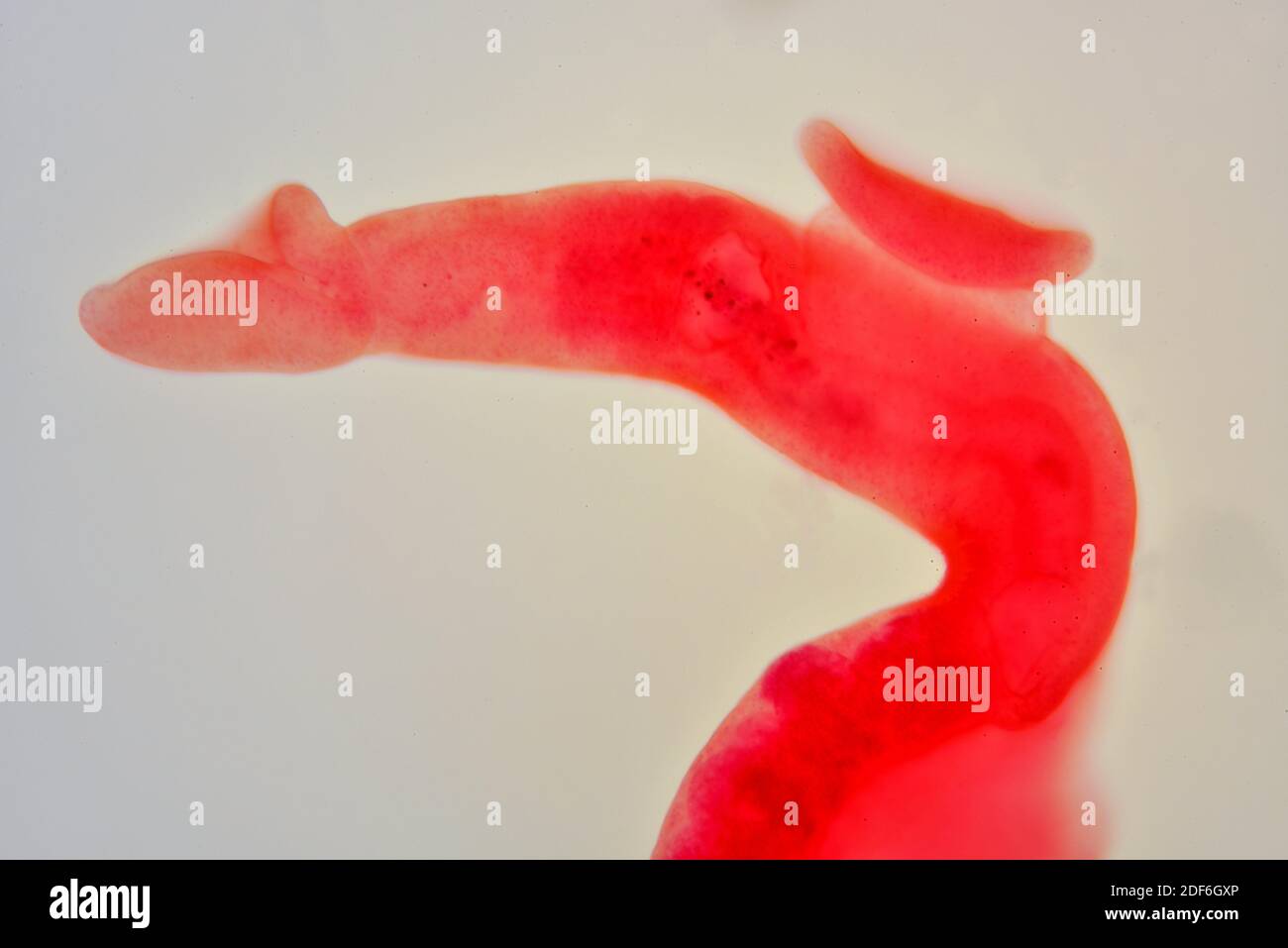 Parasite microscope hi-res stock photography and images - Alamy