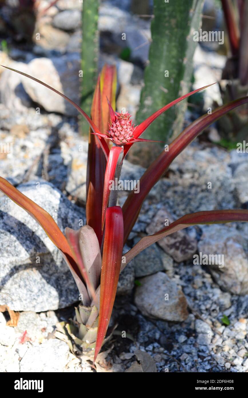 Lucidus High Resolution Stock Photography and Images - Alamy