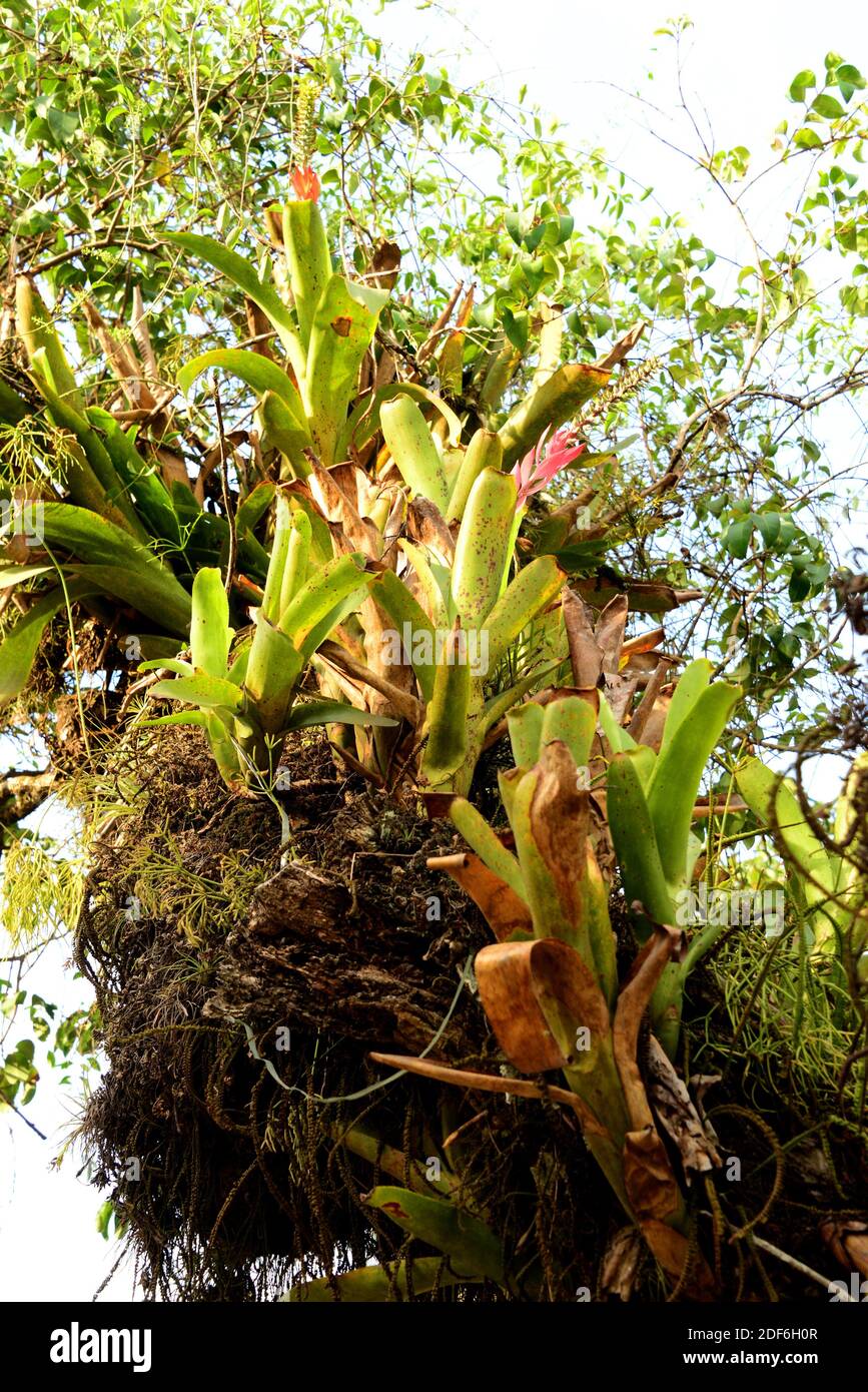 Bromeliads rainforest hi-res stock photography and images - Alamy