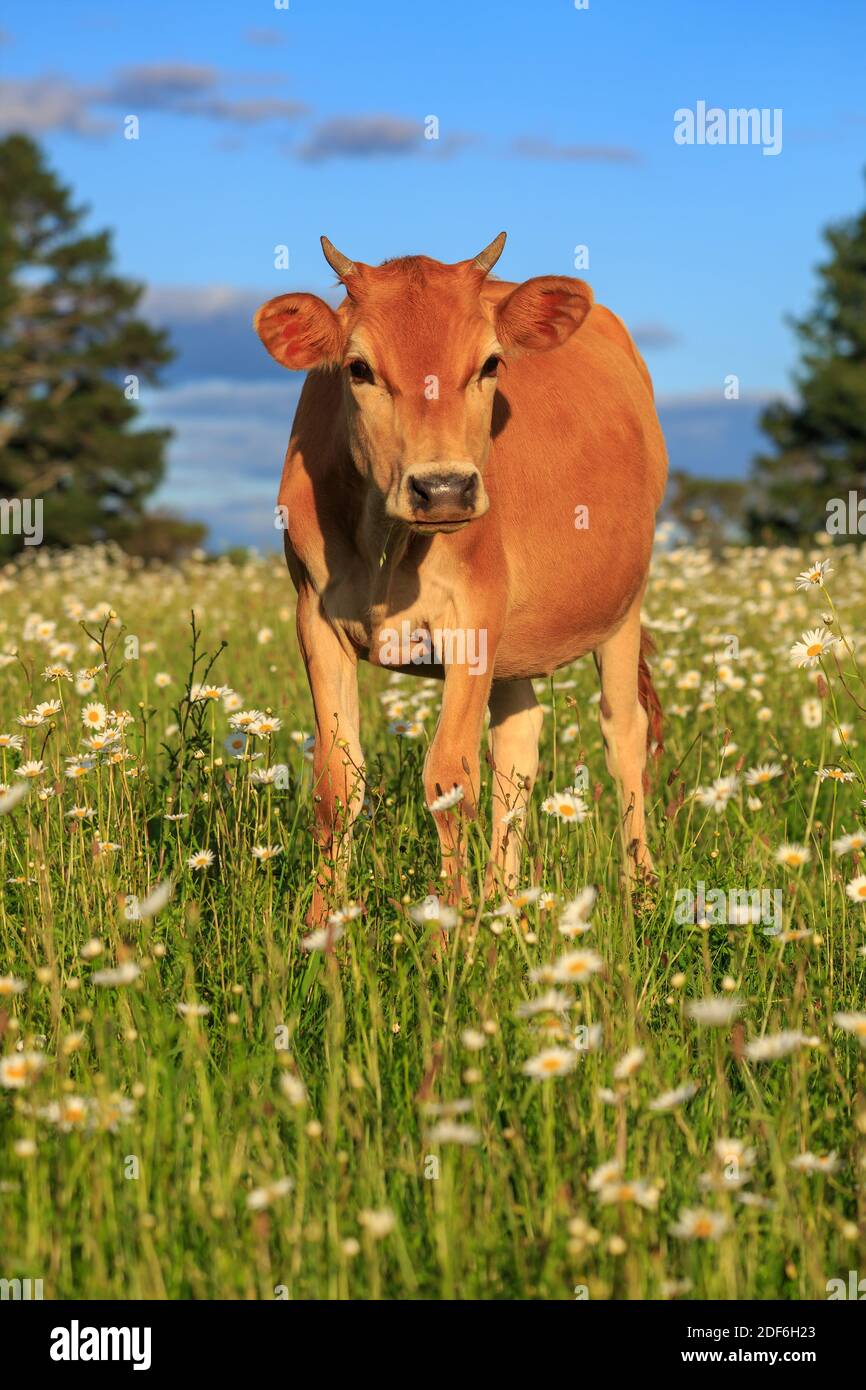 Brown bull with horns hi-res stock photography and images - Alamy