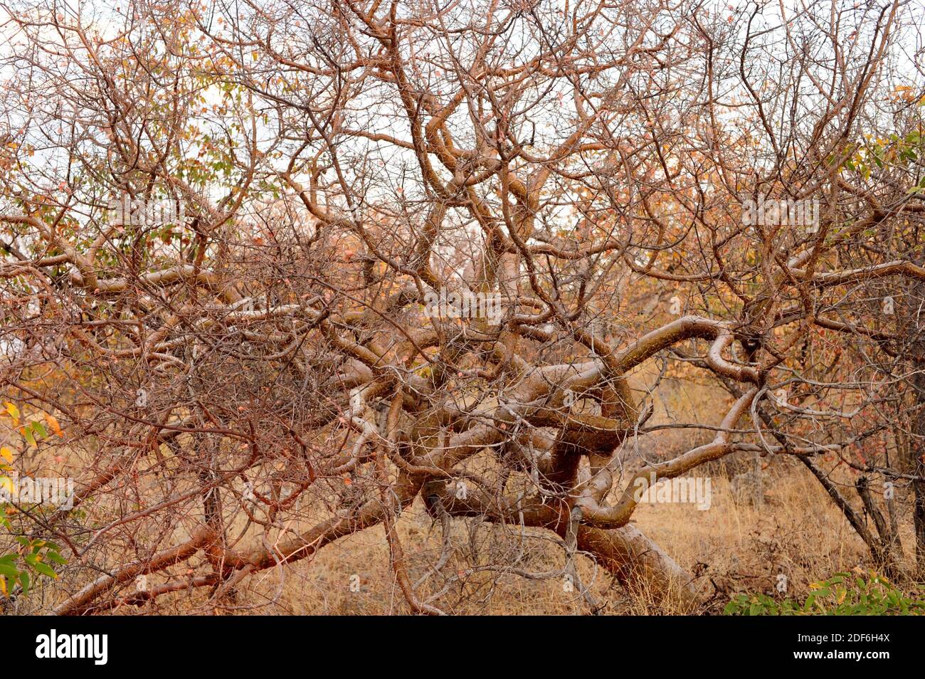 Commiphora tree hi-res stock photography and images - Alamy