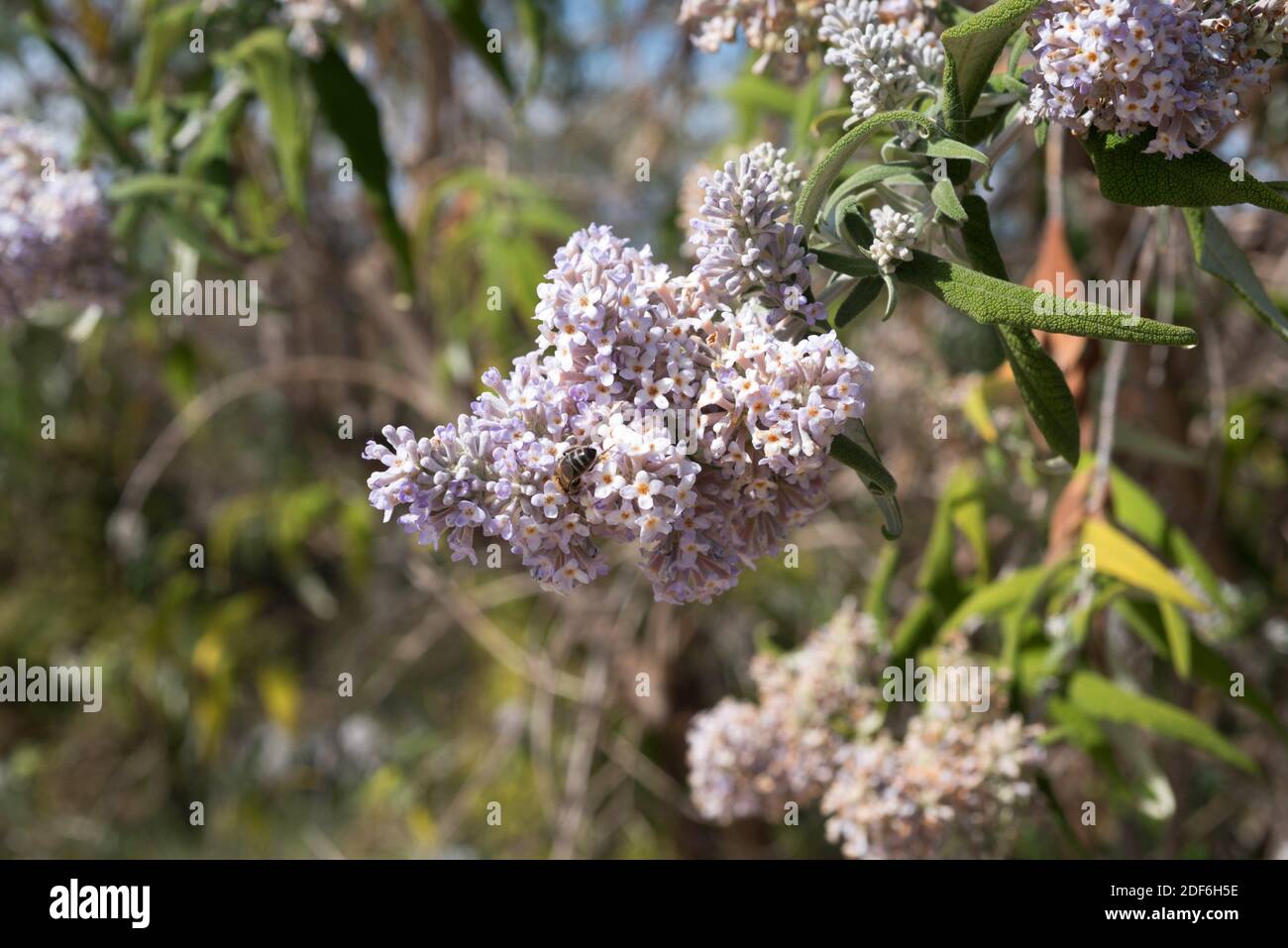 Sage bush hi-res stock photography and images - Alamy