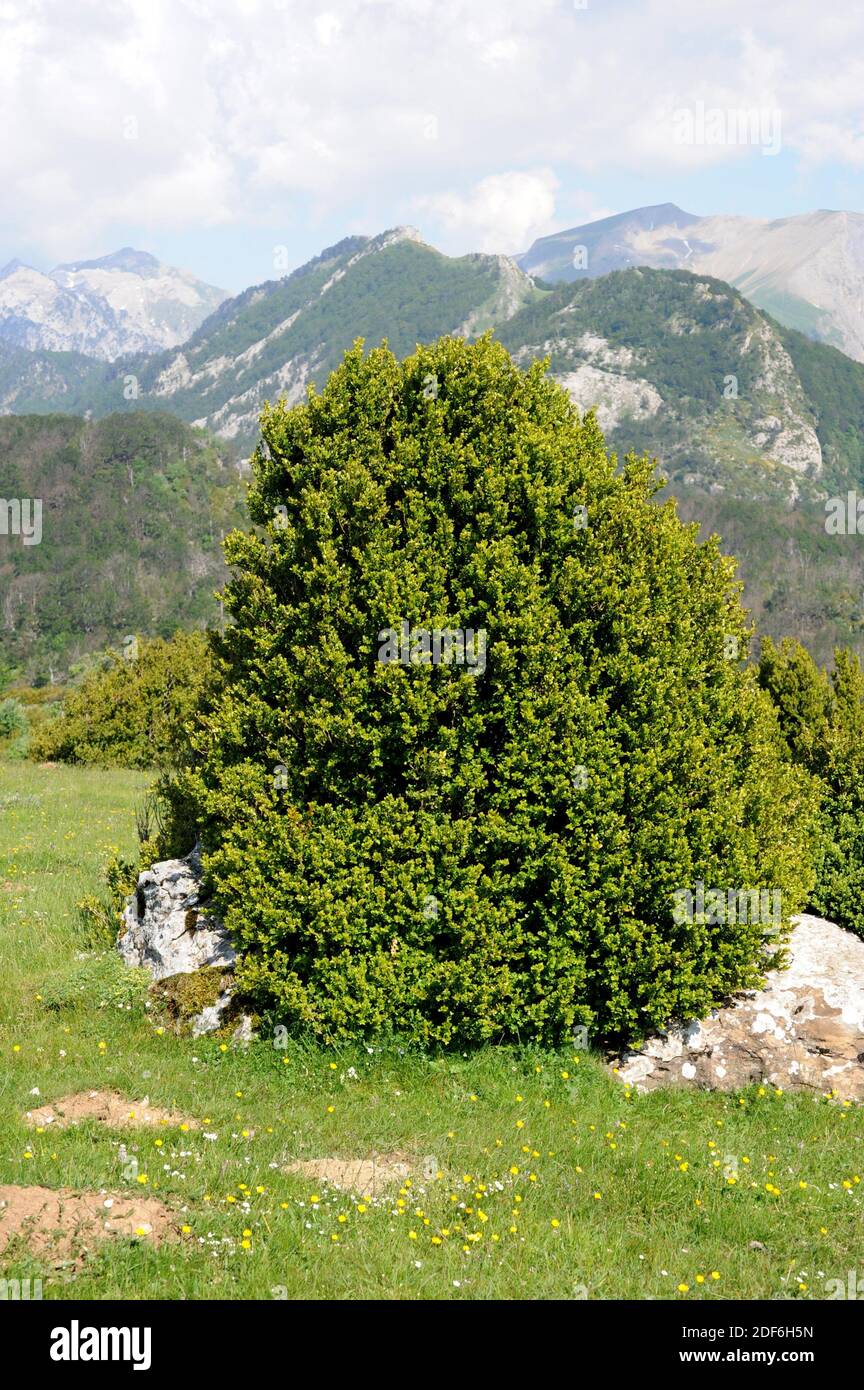 Buxaceae hi-res stock photography and images - Alamy