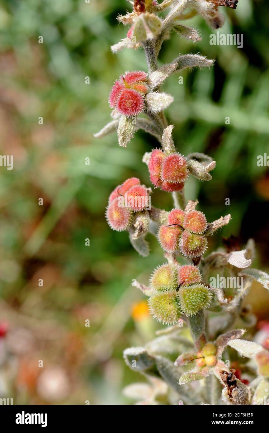 Boraginaceae hi-res stock photography and images - Alamy