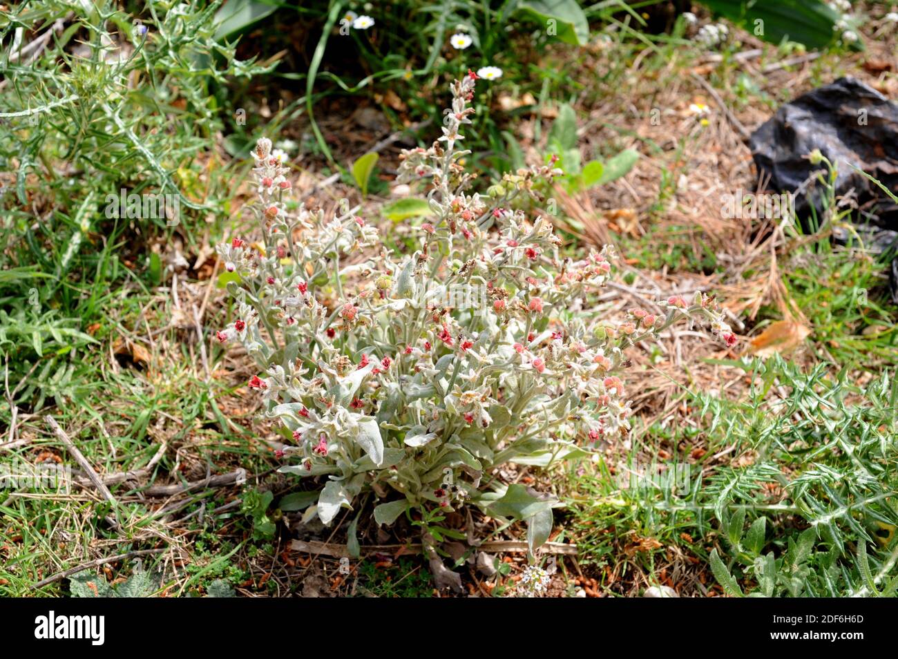 Boraginaceae hi-res stock photography and images - Alamy