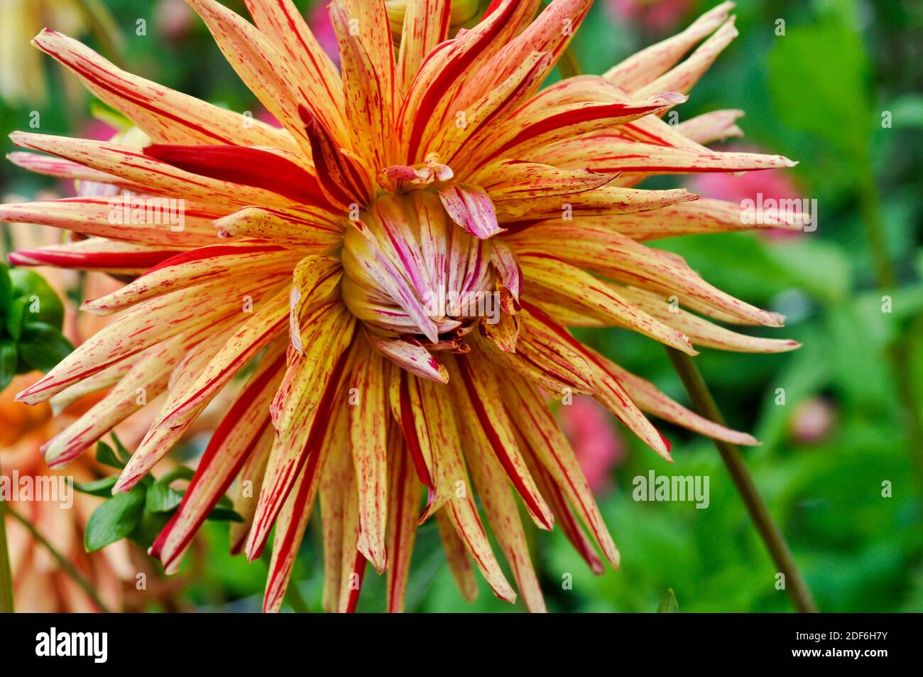 Serano hi-res stock photography and images - Alamy