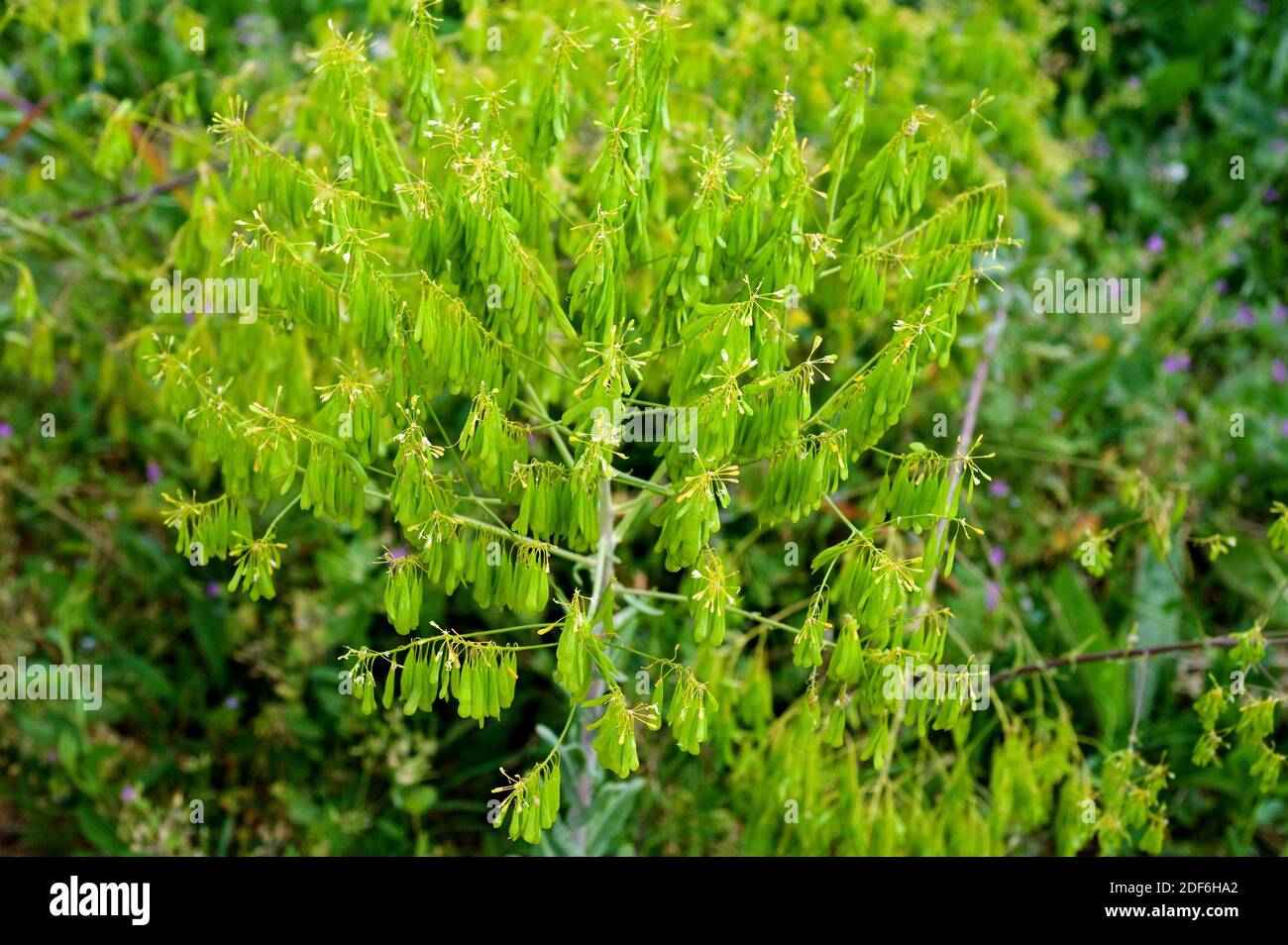 Native blue dye plant hi-res stock photography and images - Alamy