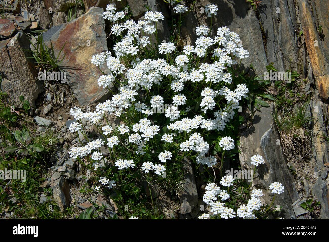 White iberis sempervirens hi-res stock photography and images - Alamy