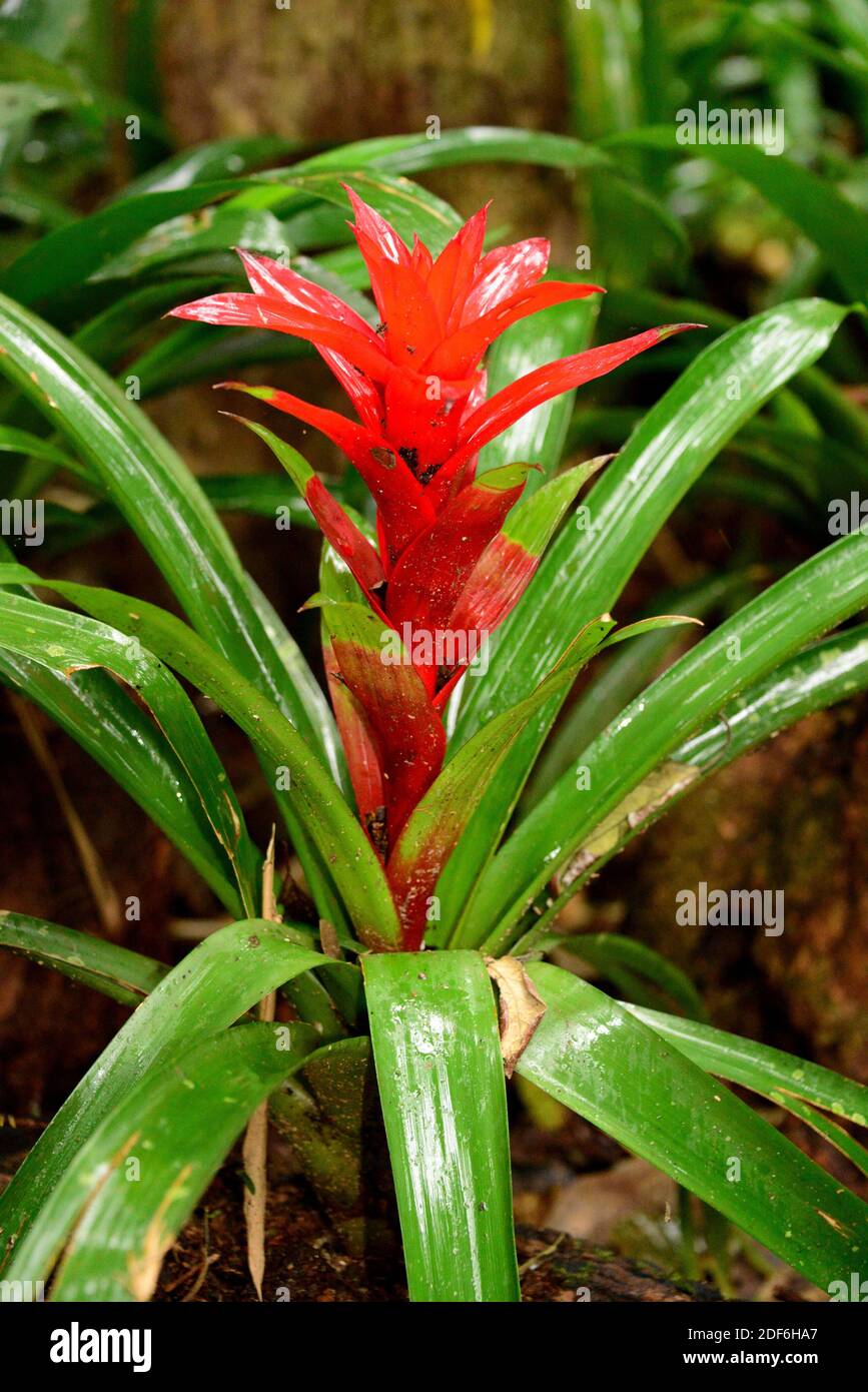 Tropical star flower hi-res stock photography and images - Alamy