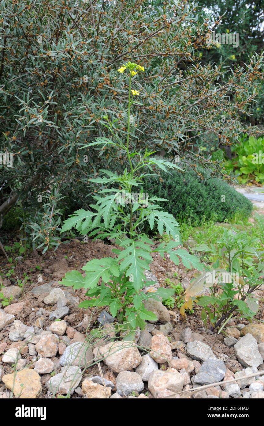 Diplotaxis ibicensis hi-res stock photography and images - Alamy