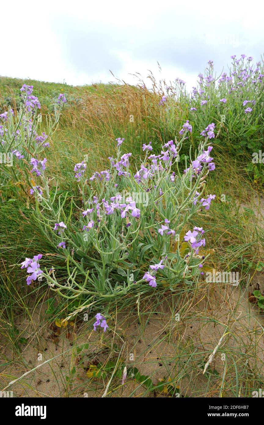 Native european flower hi-res stock photography and images - Alamy