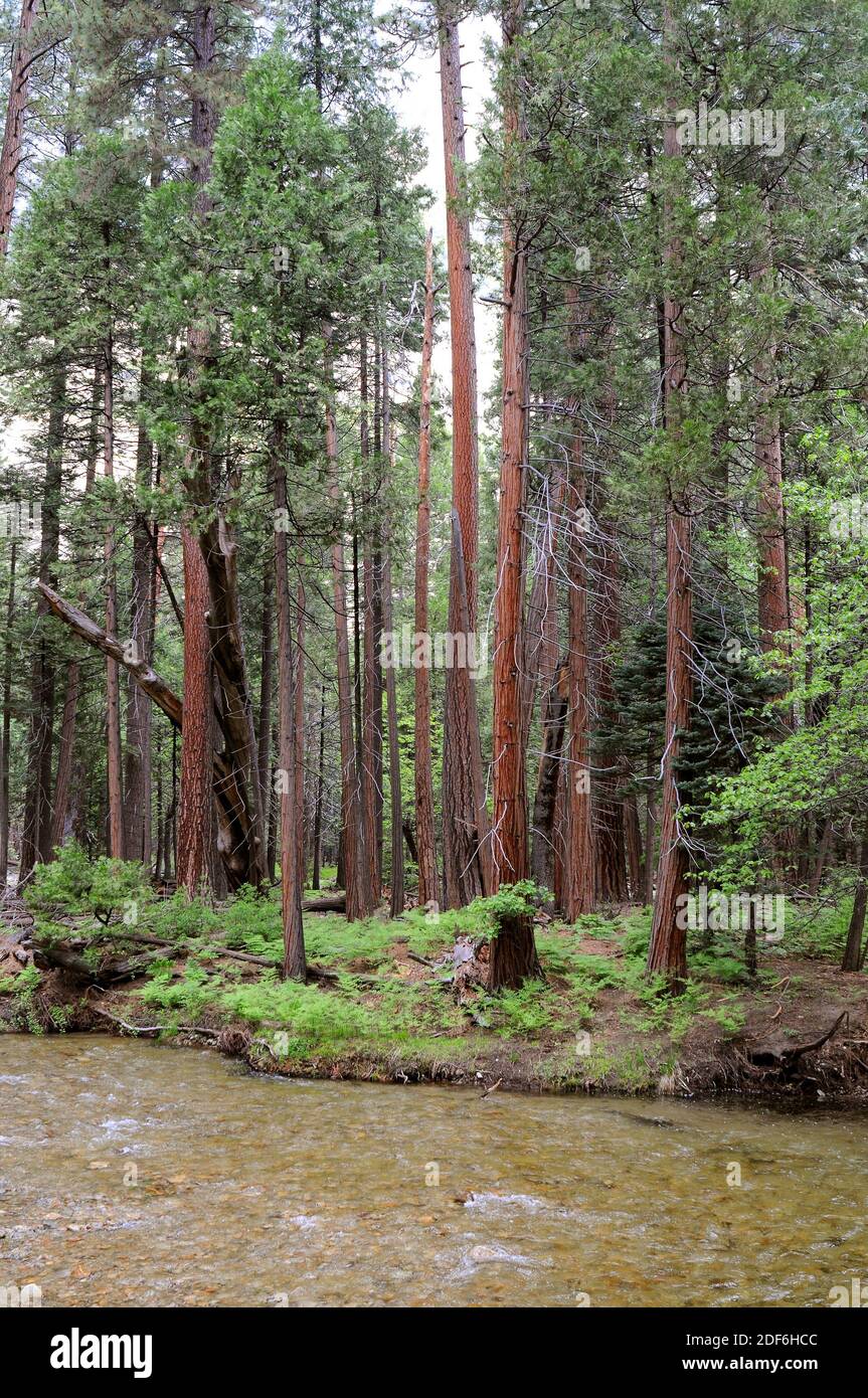 Cedar wood tree hi-res stock photography and images - Alamy