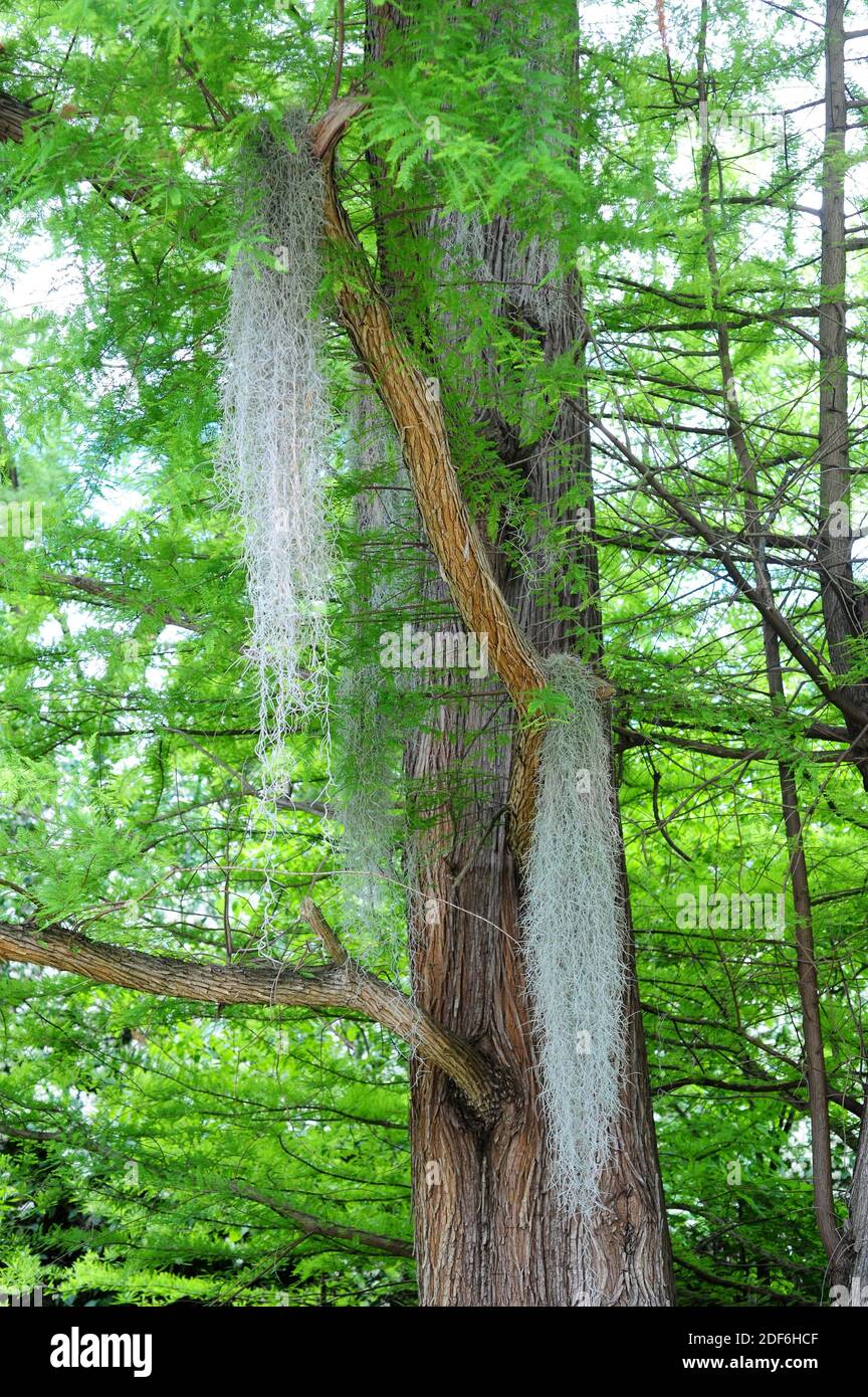 Mexico moss hi-res stock photography and images - Alamy