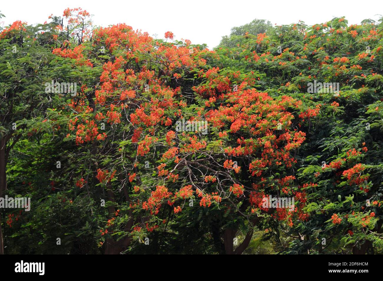 African flame flower hi-res stock photography and images - Alamy