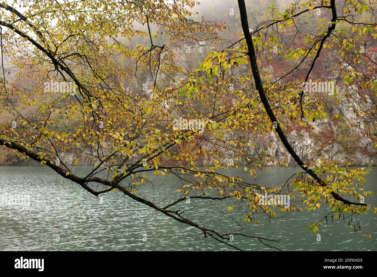 Ostrya tree hi-res stock photography and images - Alamy