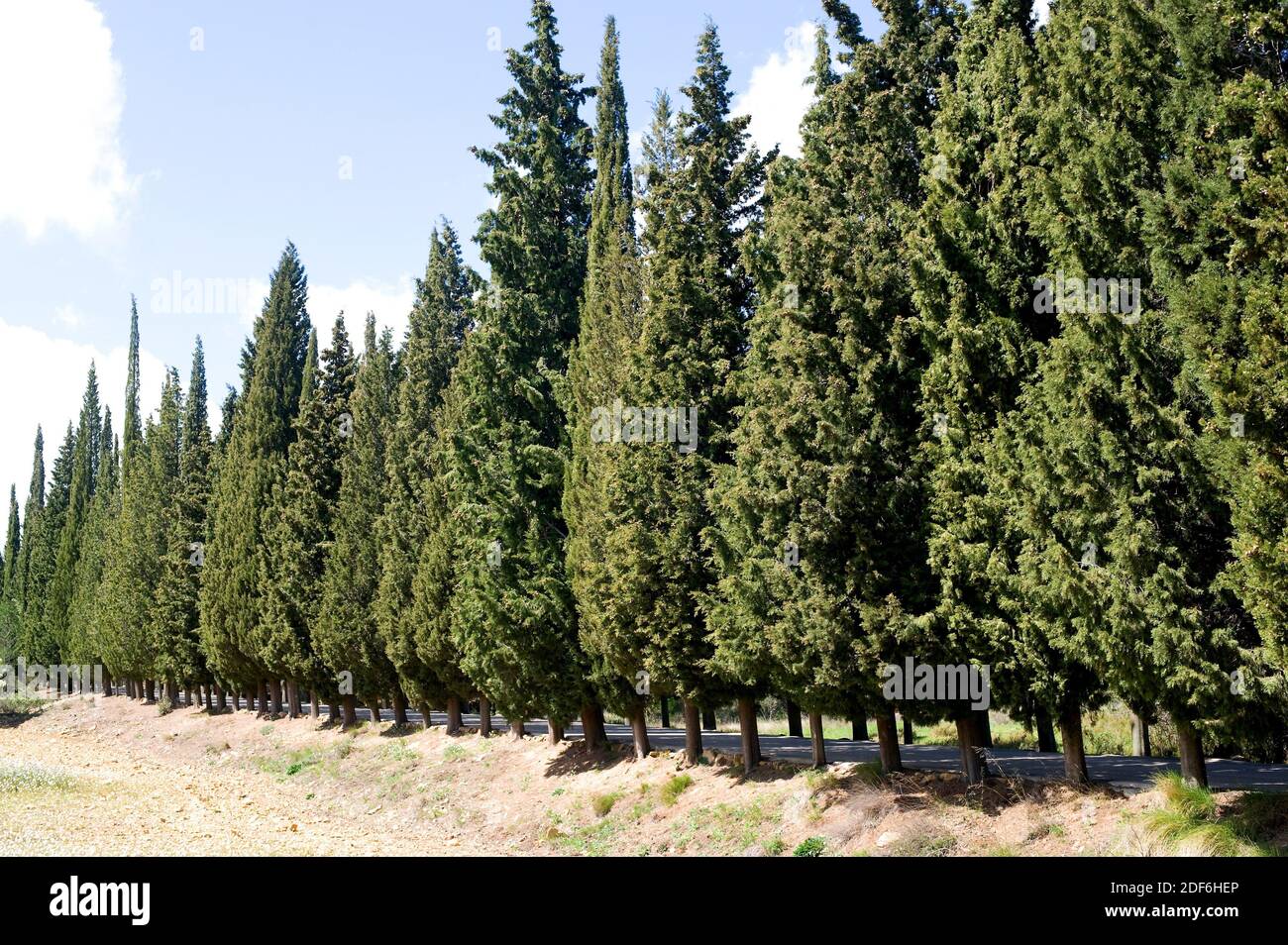 Italian cypress cupressus sempervirens hi-res stock photography and ...