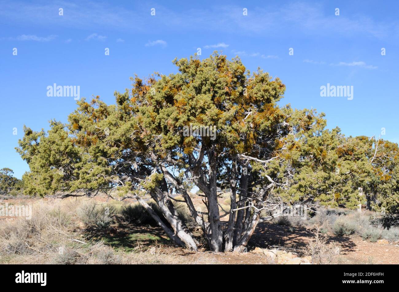 Utah juniper (Juniperus osteosperma) is a shrub or small tree native to ...