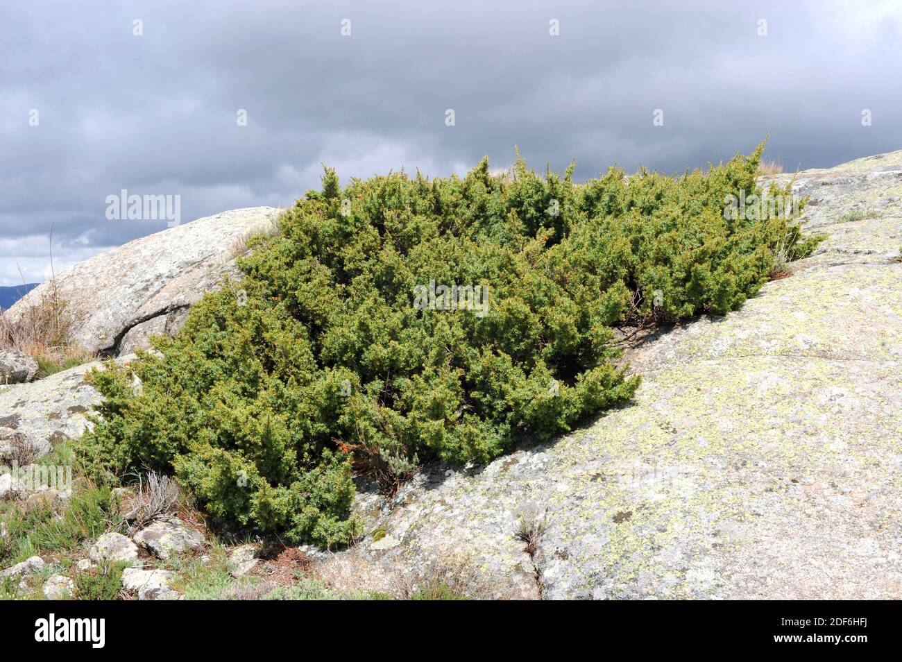 Prostrate juniper hi-res stock photography and images - Alamy