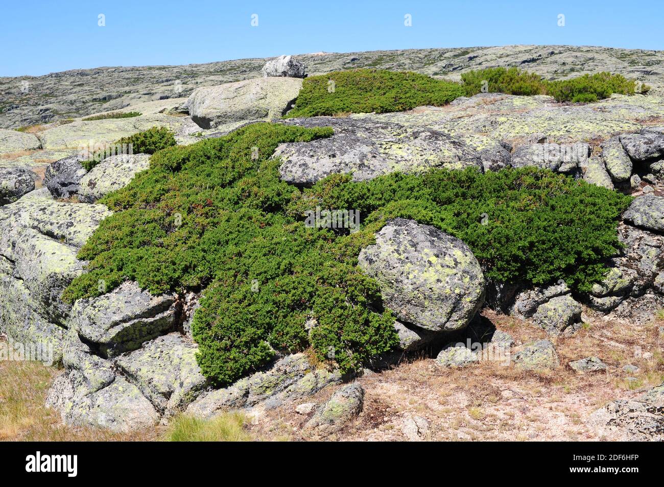 Prostrate Juniper High Resolution Stock Photography and Images - Alamy
