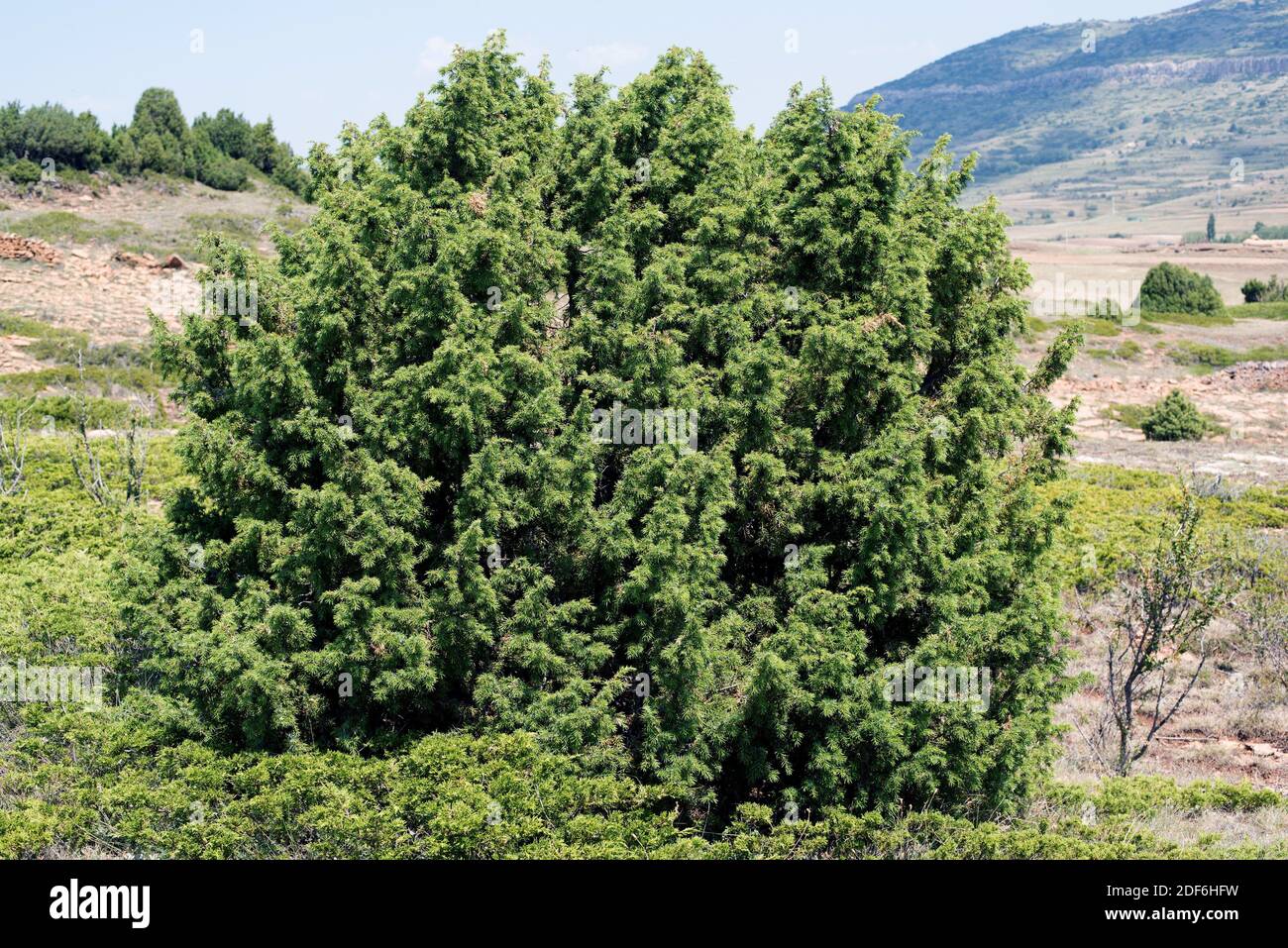 Savin juniperus sabina hi-res stock photography and images - Alamy