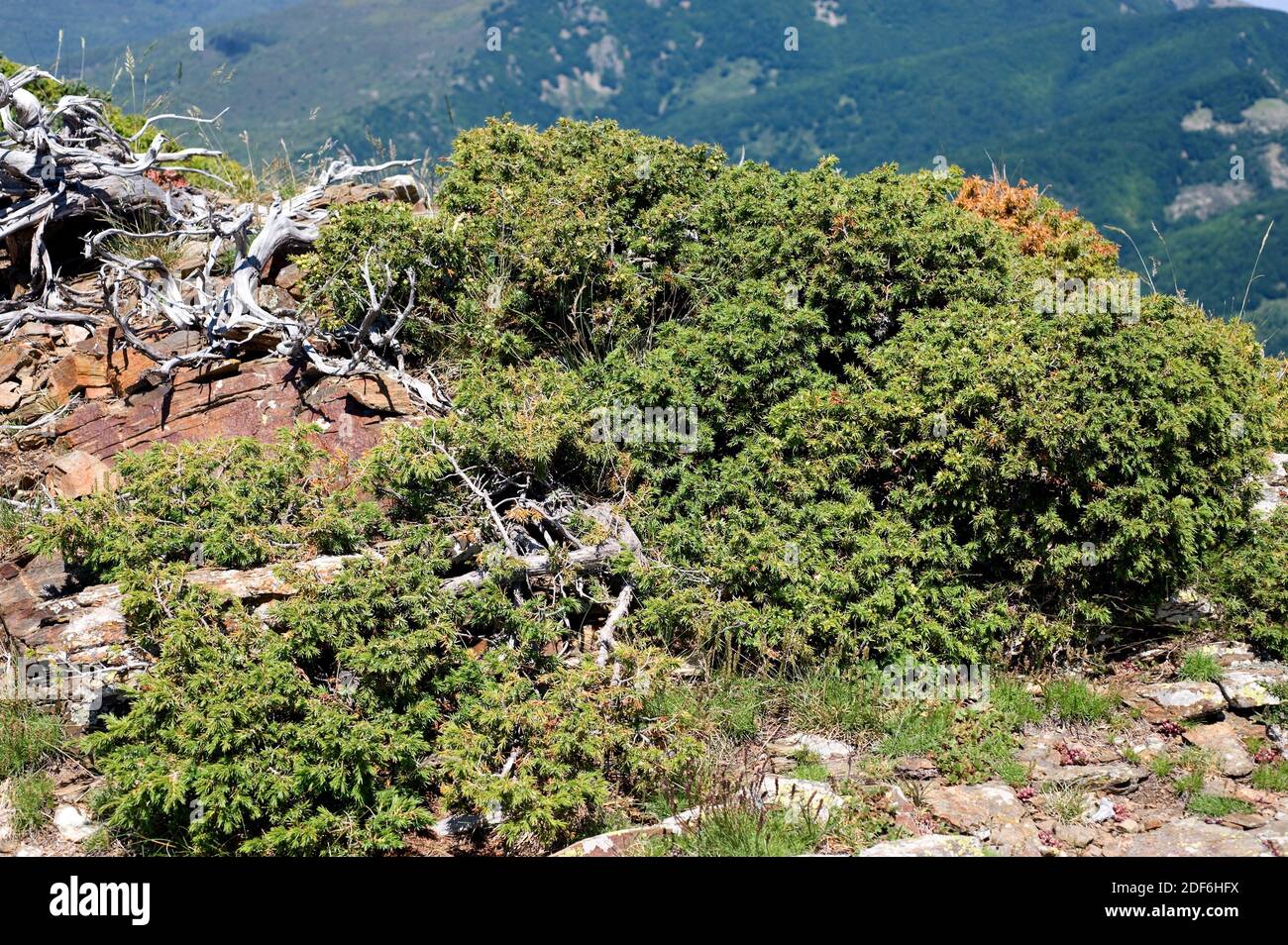 Prostrate Juniper High Resolution Stock Photography and Images - Alamy