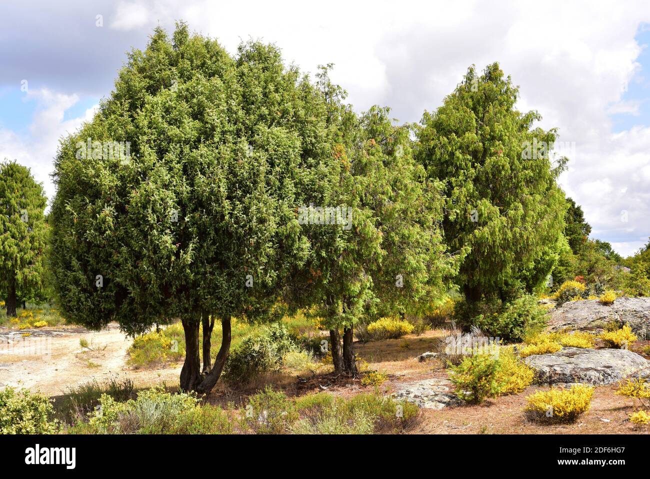 Prickly Juniper Juniperus Oxycedrus High Resolution Stock Photography ...