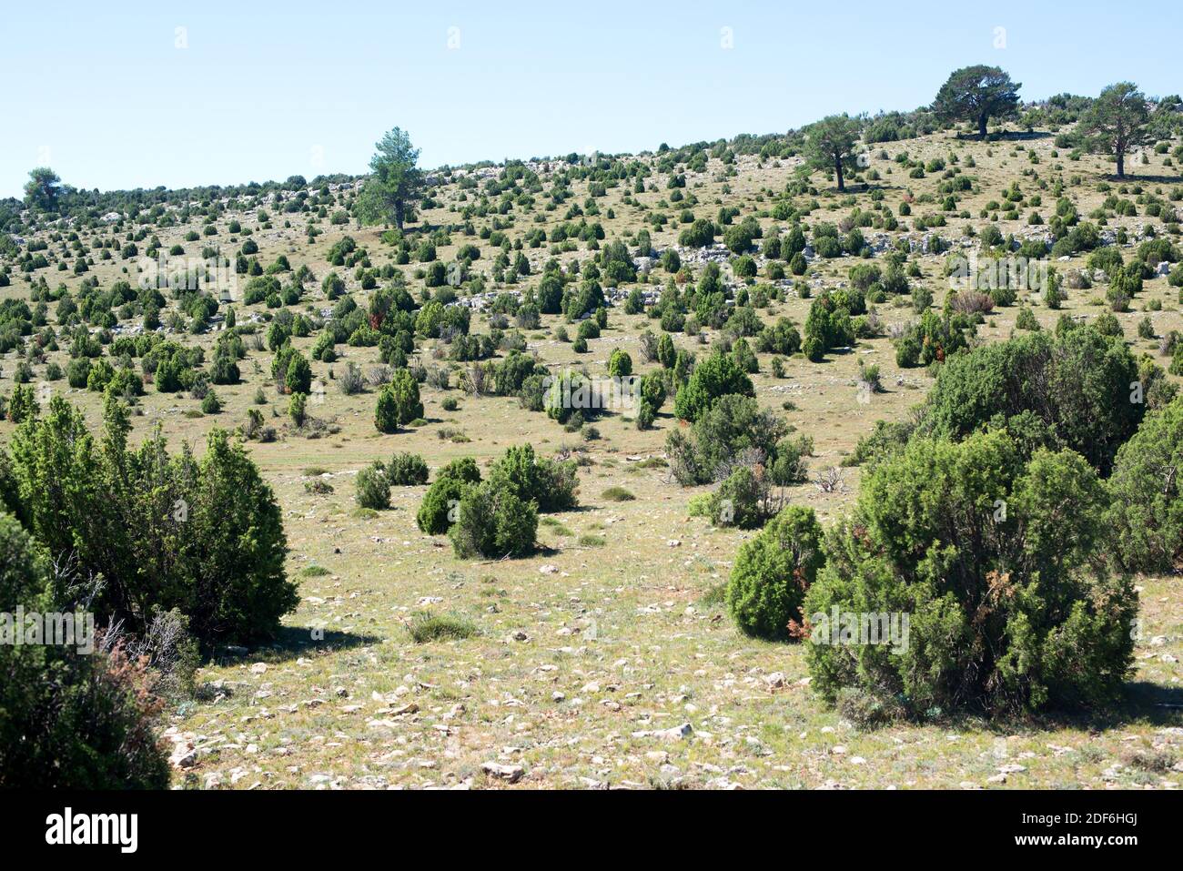 Saudi tree hi-res stock photography and images - Alamy