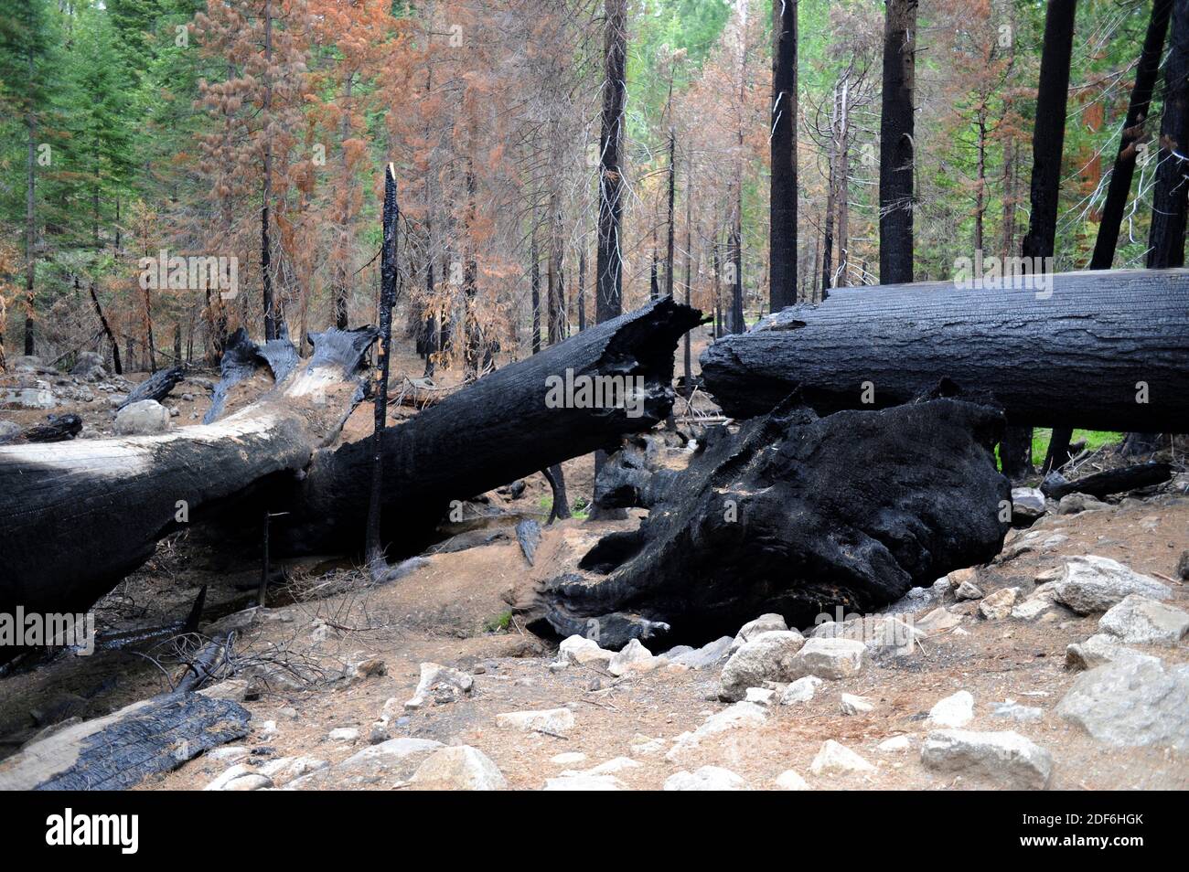 Burnt trees sequoia national park hi-res stock photography and images ...