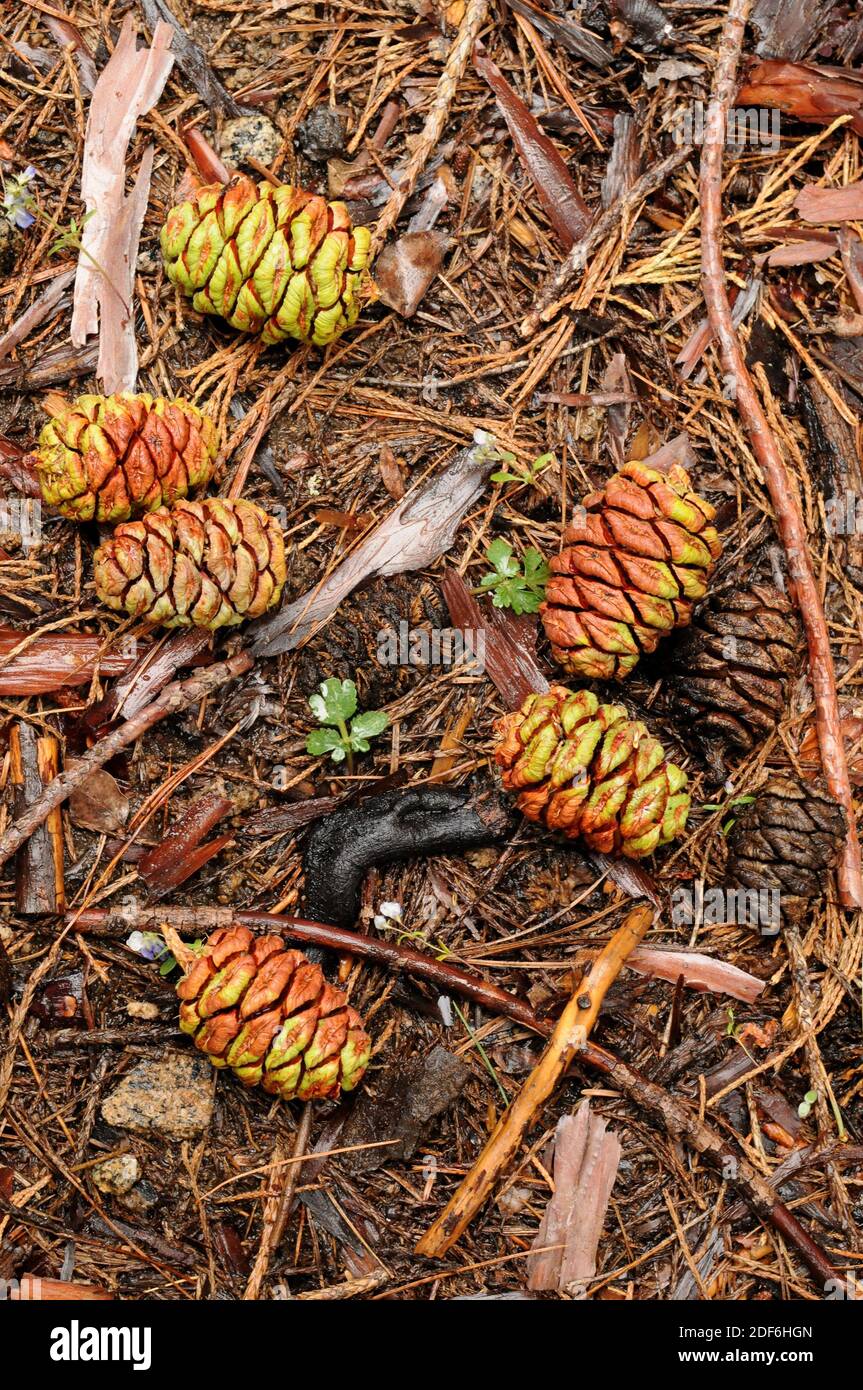 Giant redwood tree cones hi-res stock photography and images - Alamy