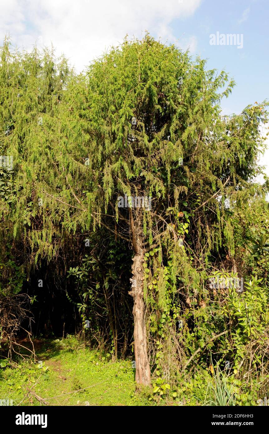 Pencil Cedar Tree High Resolution Stock Photography and Images - Alamy
