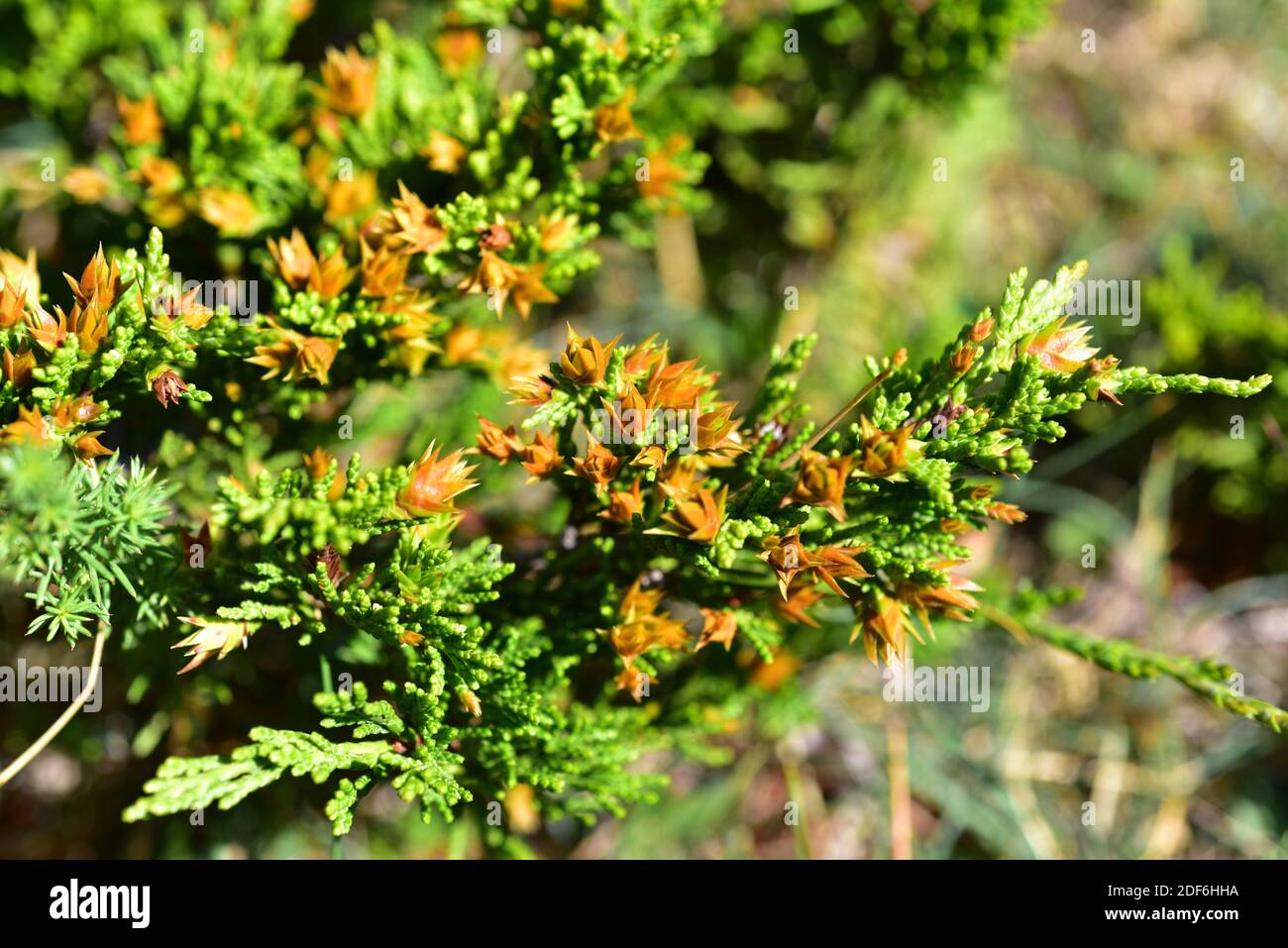 Plant with needle like leaf hi-res stock photography and images - Alamy