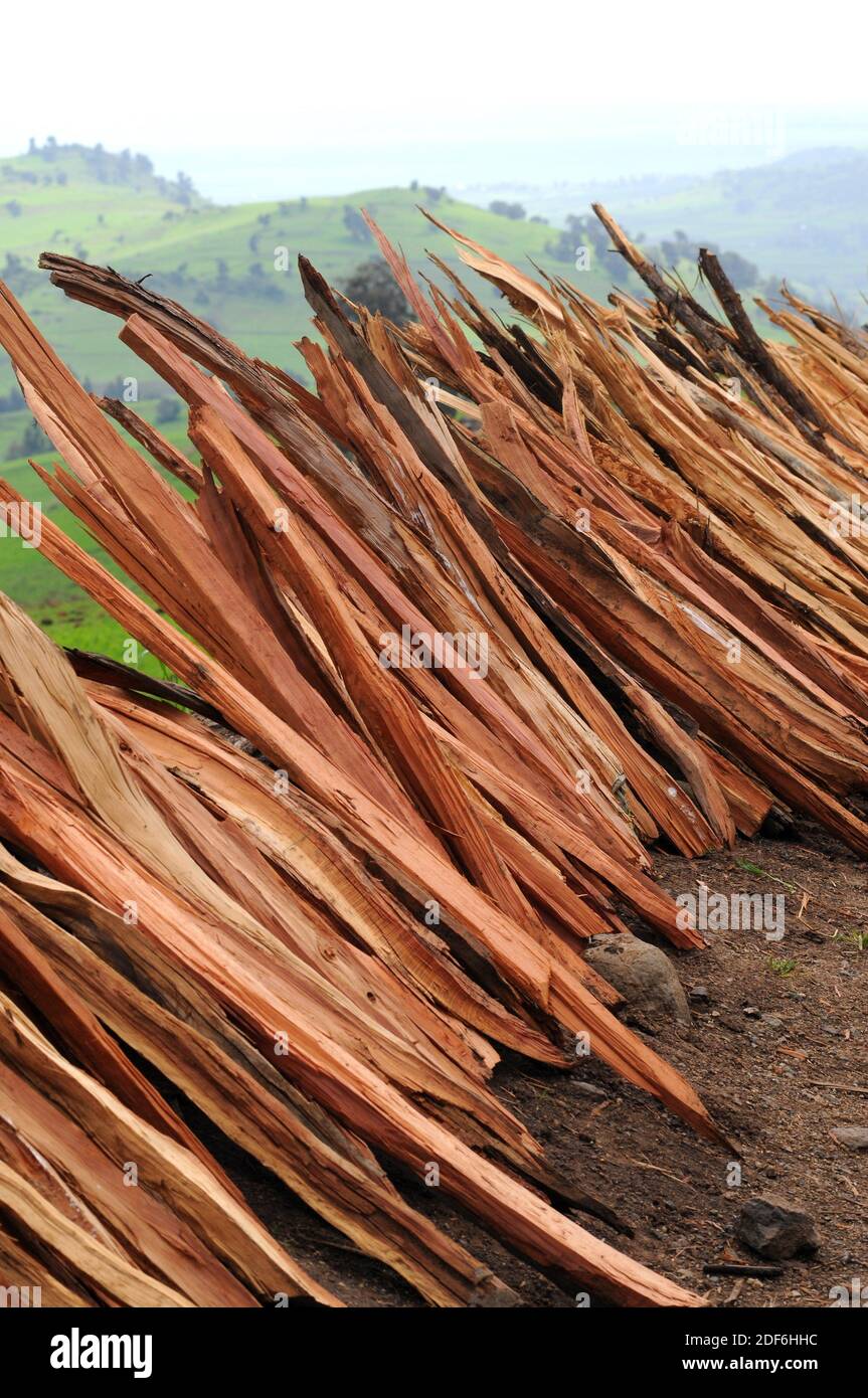 African cedar hi-res stock photography and images - Alamy