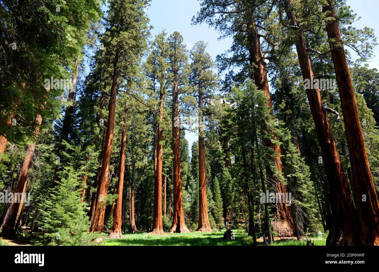 Sequoia sequoiadendron giganteum flora hi-res stock photography and ...