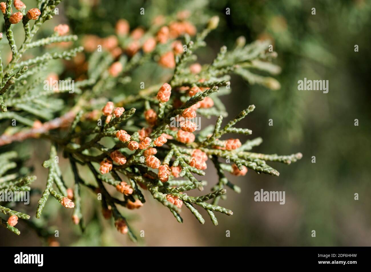 Juniper close up hi-res stock photography and images - Alamy