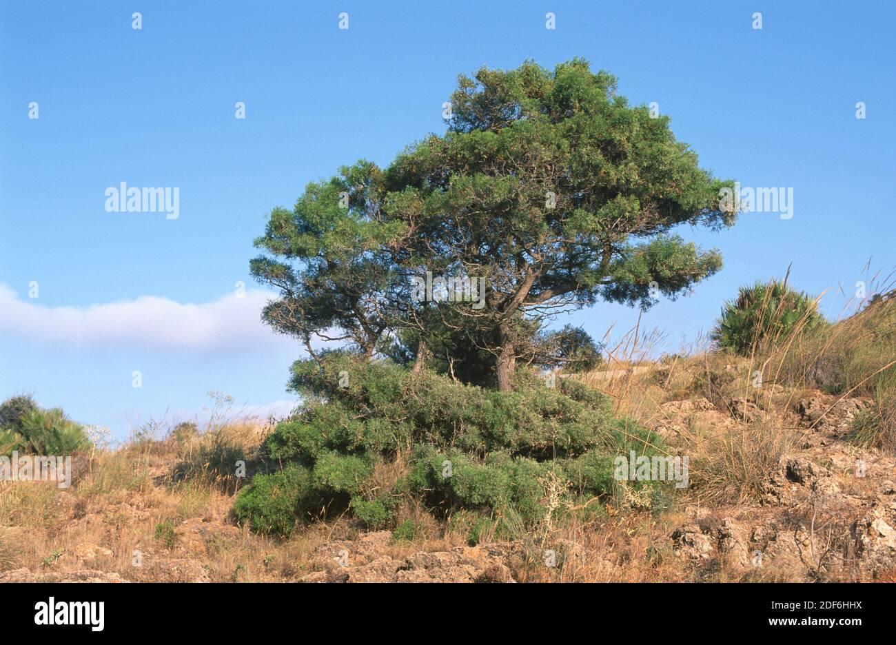 Thuja articulata hi-res stock photography and images - Alamy