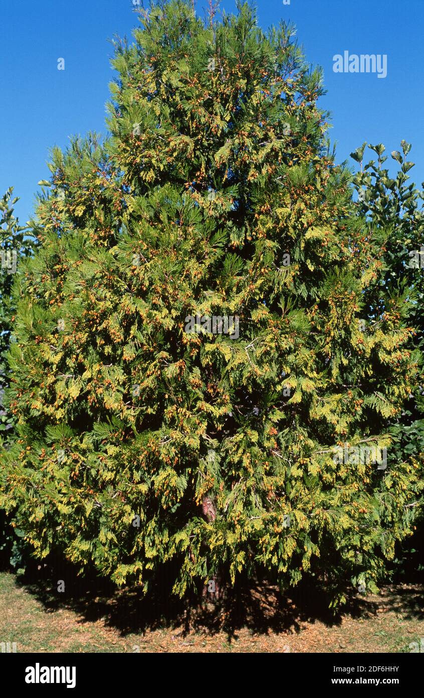 Native to northeastern united states and canada hi-res stock ...