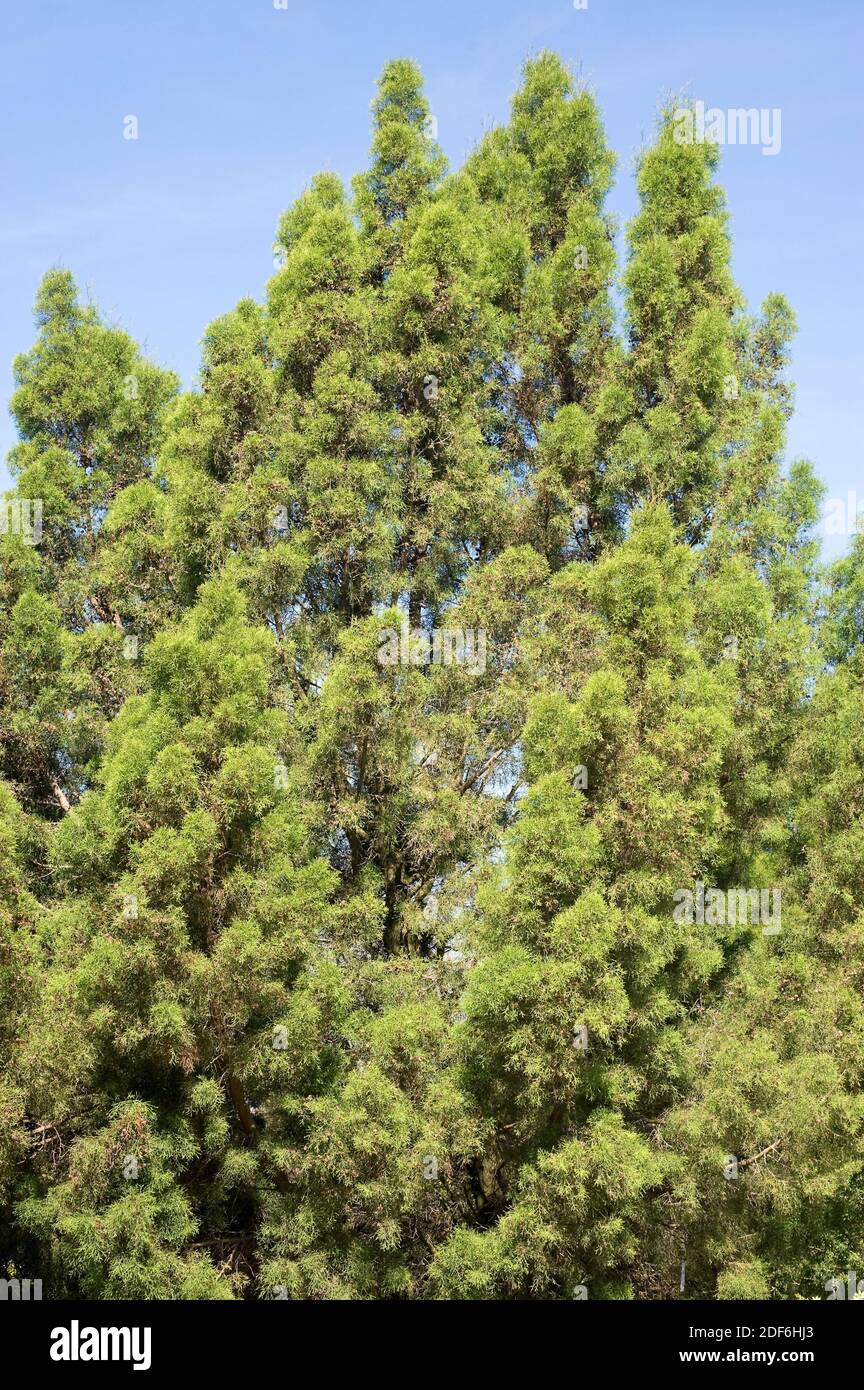 Thuja articulata hi-res stock photography and images - Alamy