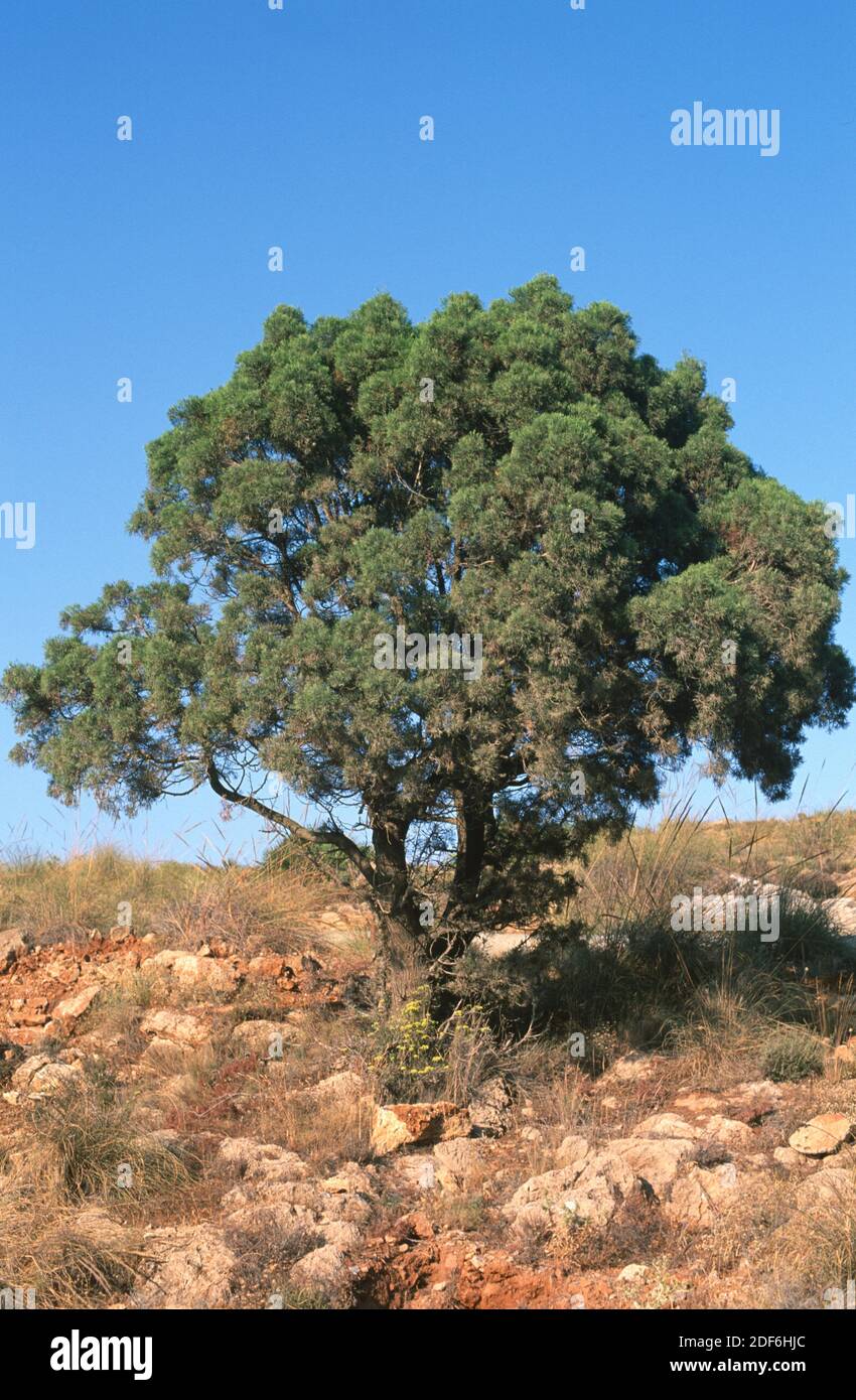 Thuja articulata hi-res stock photography and images - Alamy