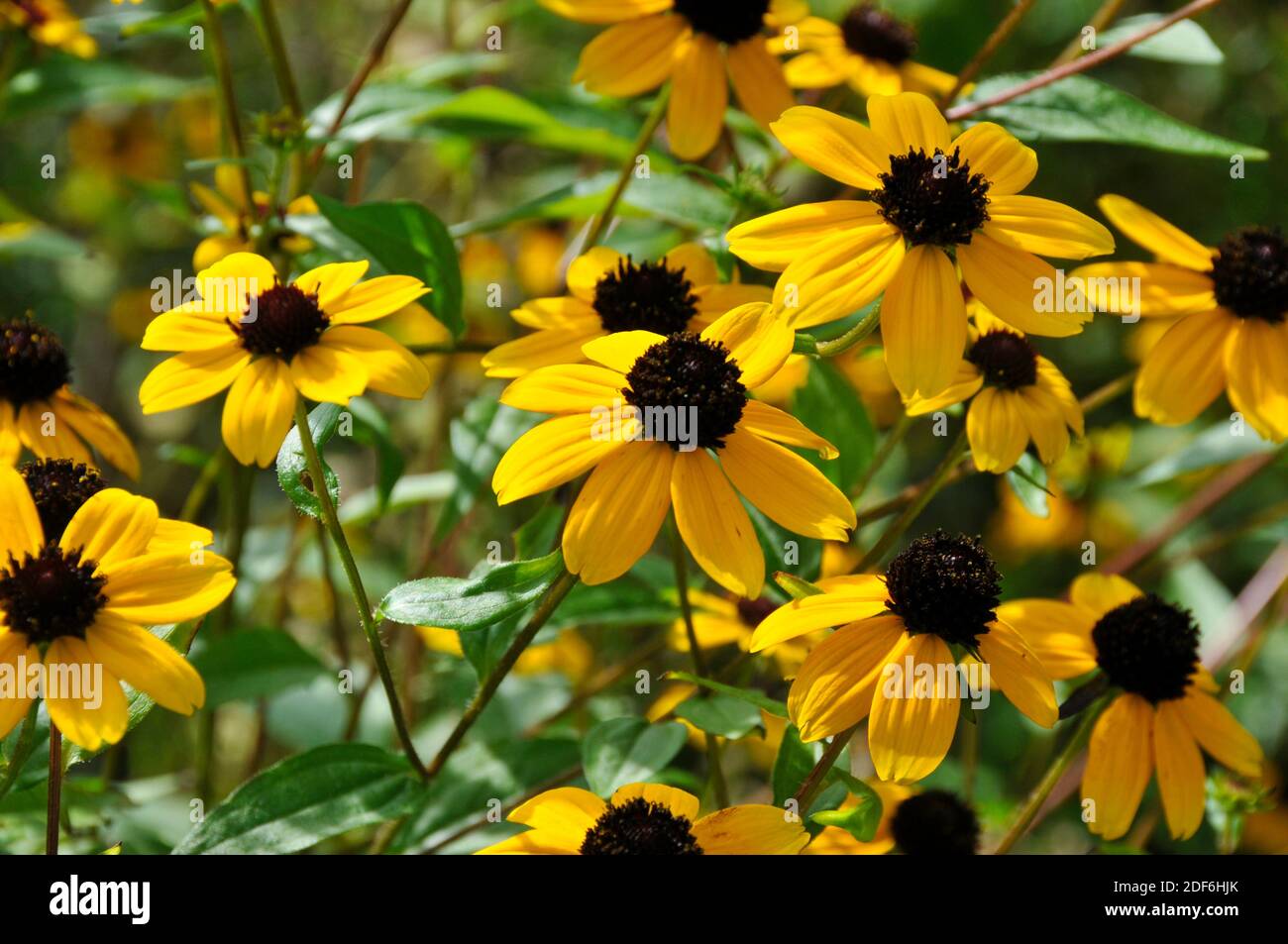 The yellow flowers of Rudbeckia triloba Stock Photo - Alamy