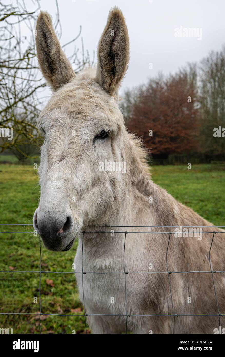 Curious Donkey at a fence Stock Photo - Alamy